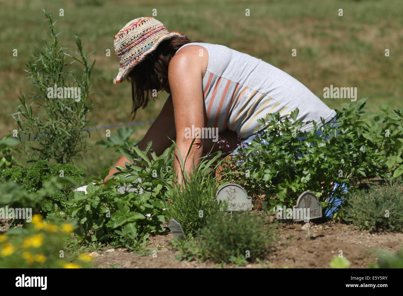 A woman weeding her garden Stock Photo - Alamy