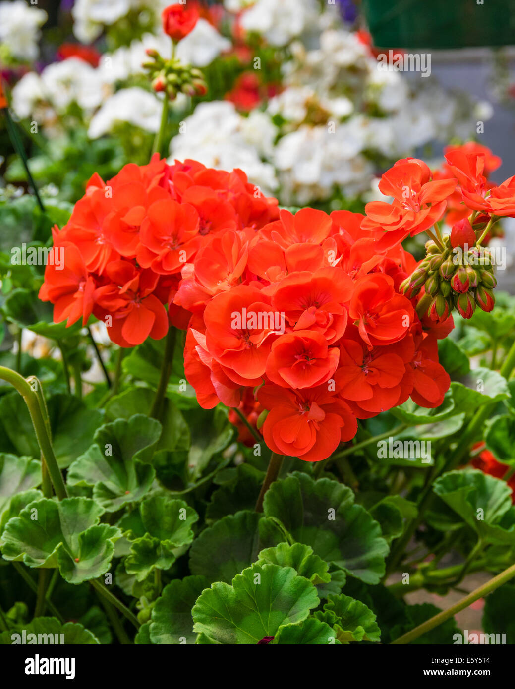A bright red geranium flower in full bloom Stock Photo - Alamy