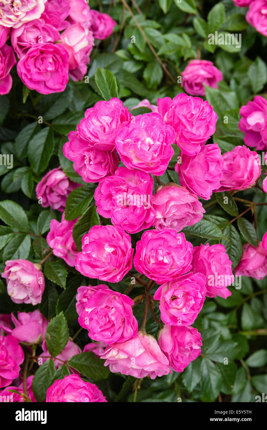 Colorful rose flowering plants in full bloom Stock Photo - Alamy