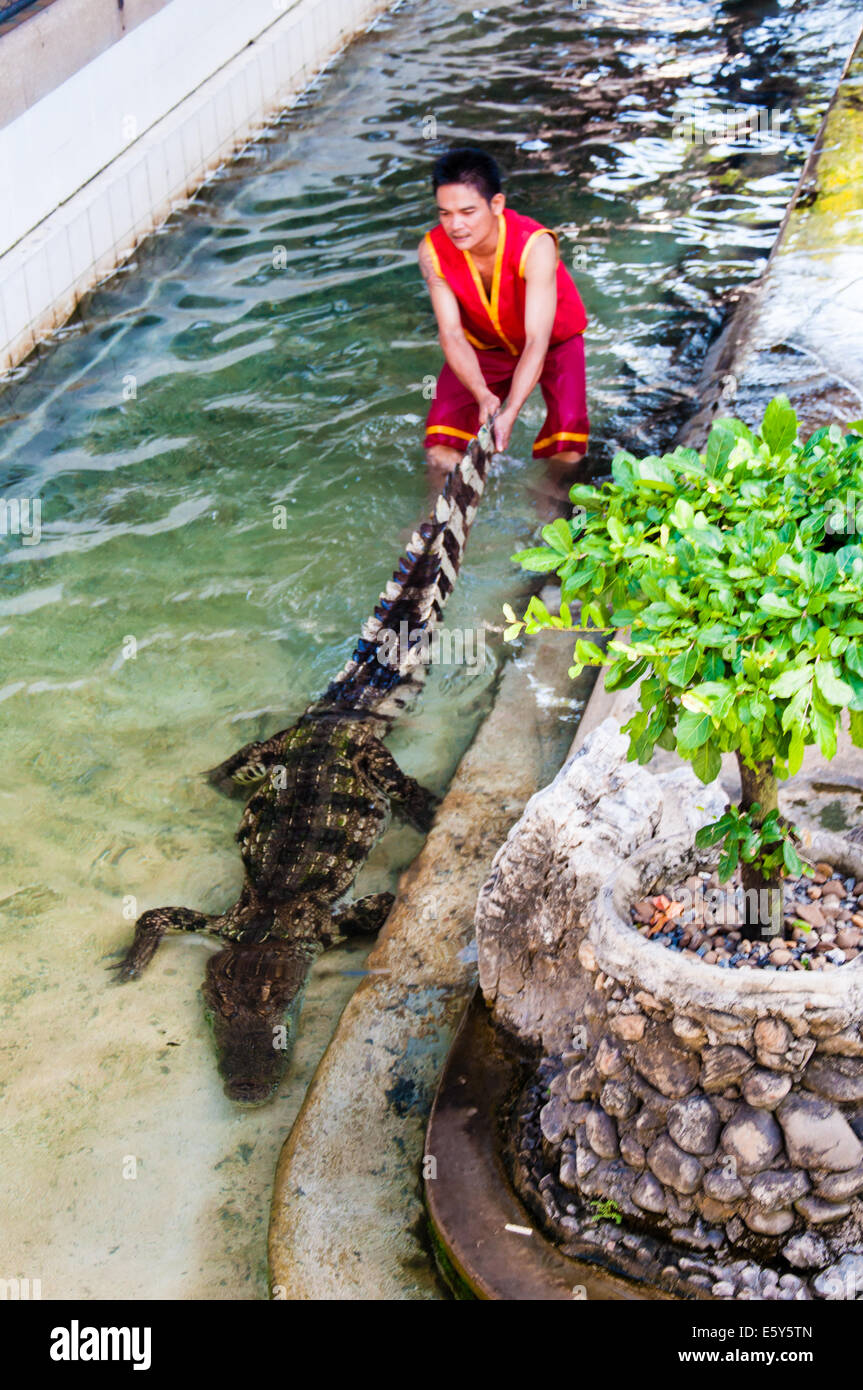 Crocodile show at Samphran Crocodile Farm on May 24, 2014 in Nakhon ...