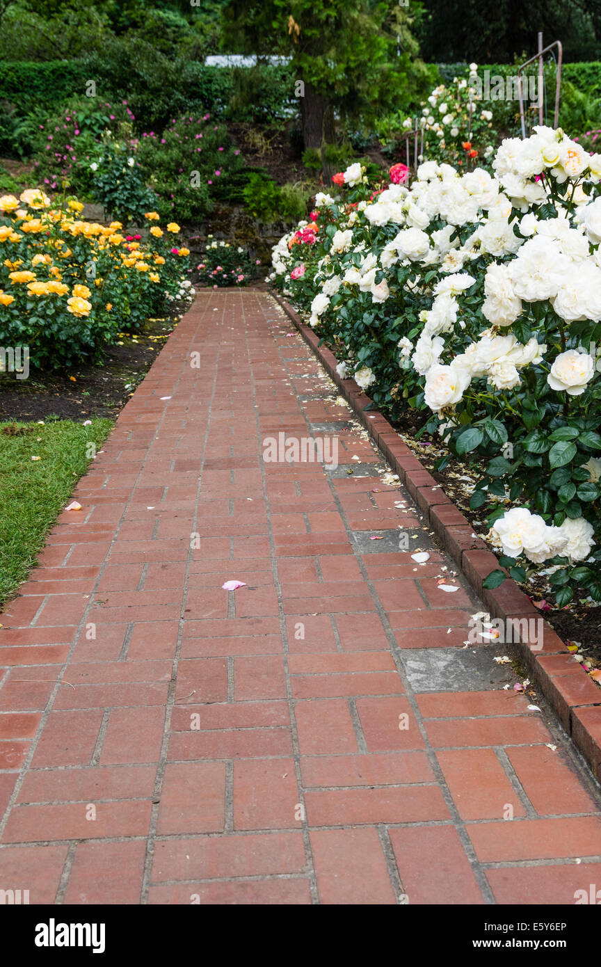 A brick pathway leads through a rose garden Stock Photo - Alamy