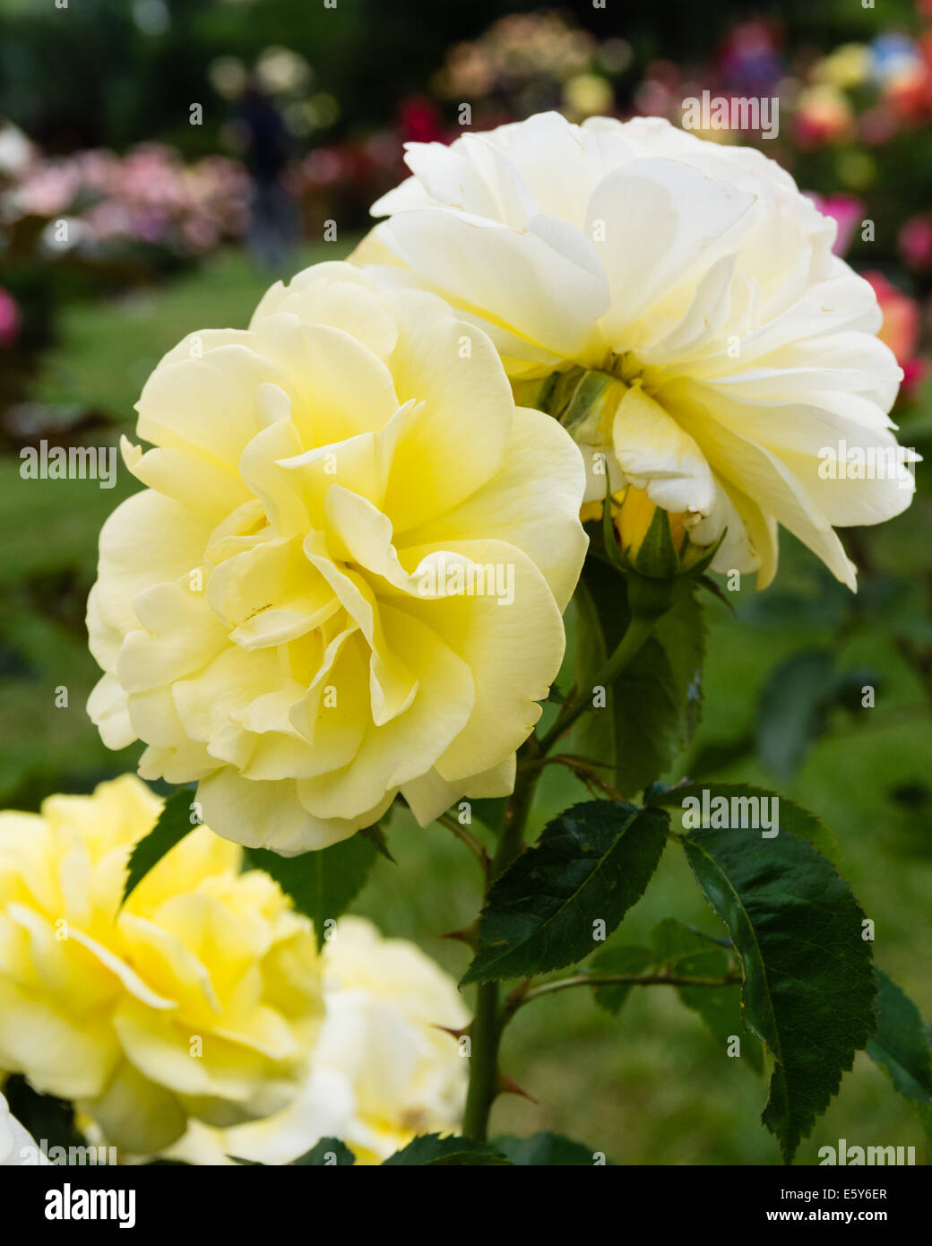 Roses flowering hi-res stock photography and images - Alamy