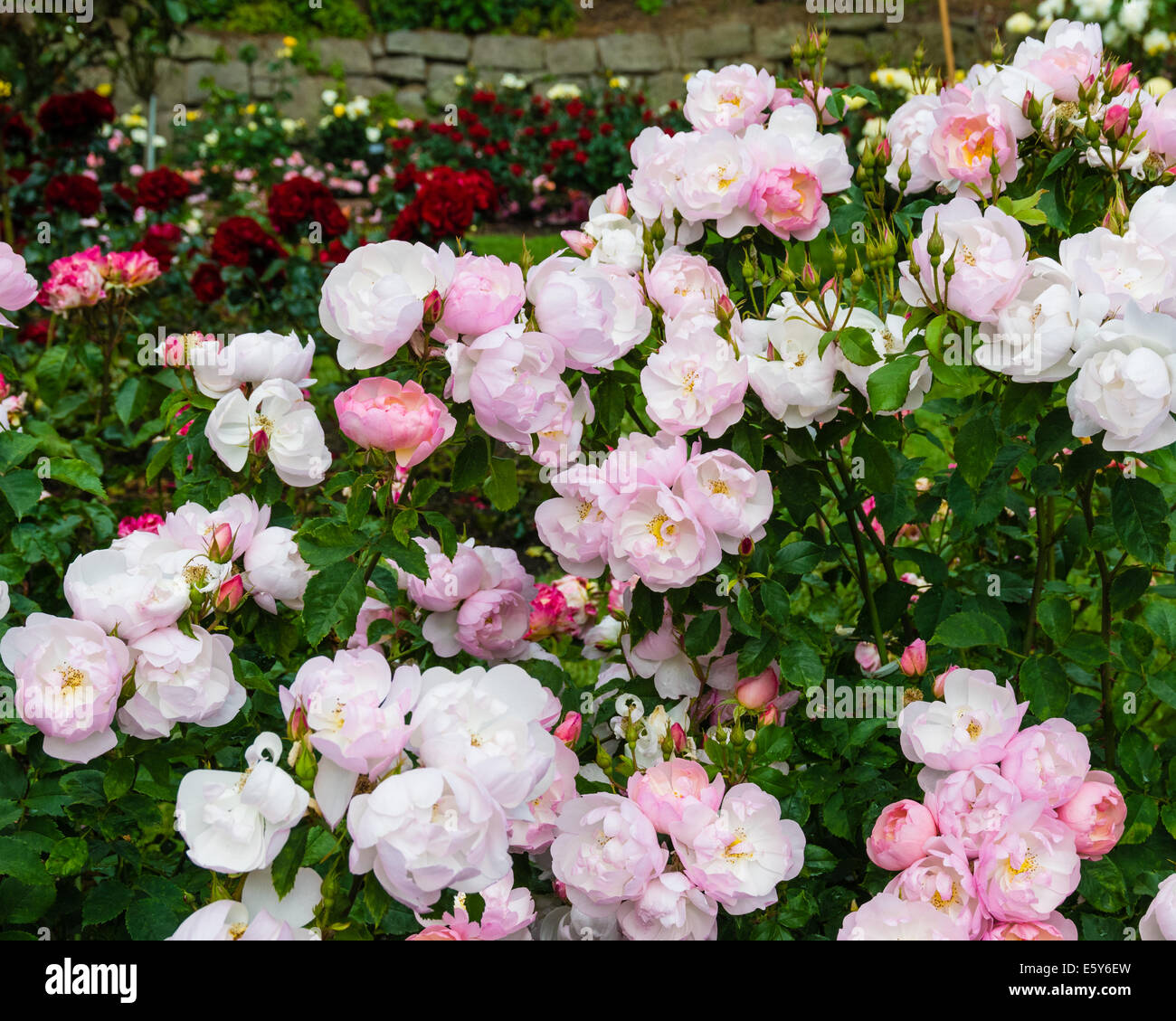 Roses flowering hi-res stock photography and images - Alamy