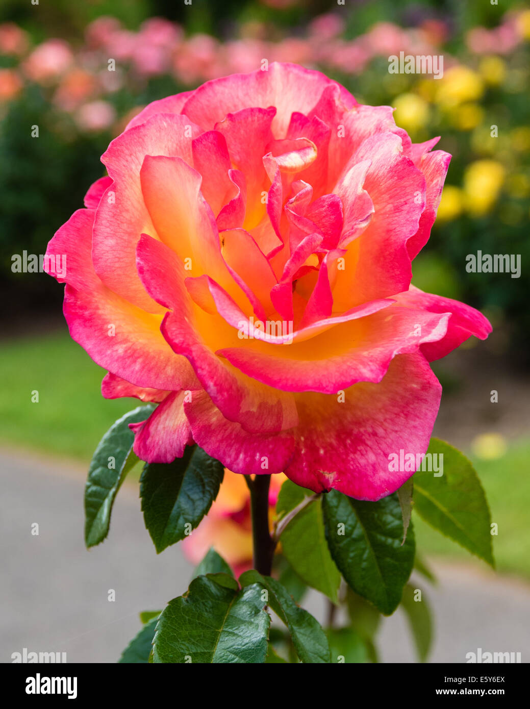 Bloom flowering blossoming hi-res stock photography and images - Alamy