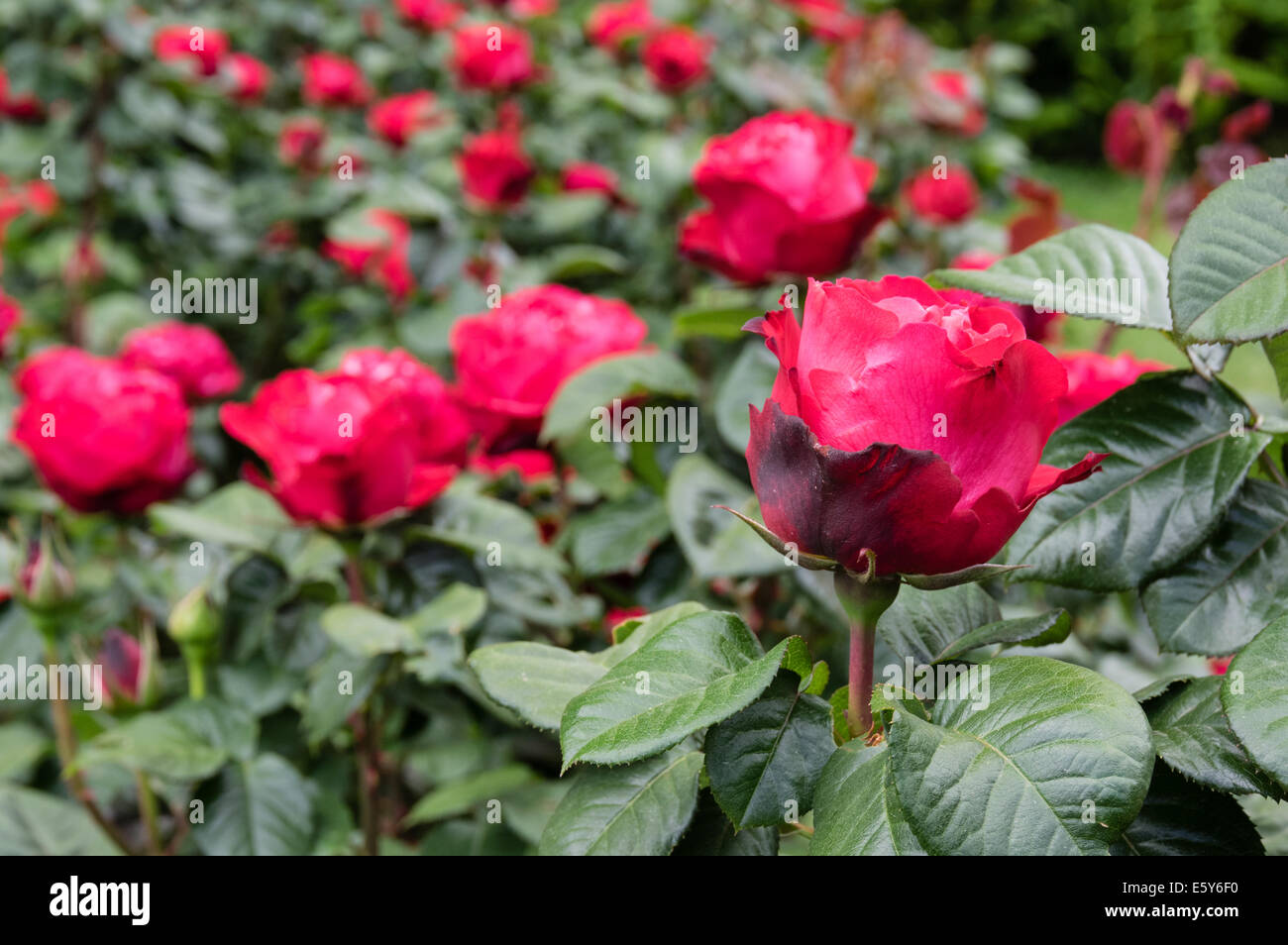 Flowering bloom hi-res stock photography and images - Alamy