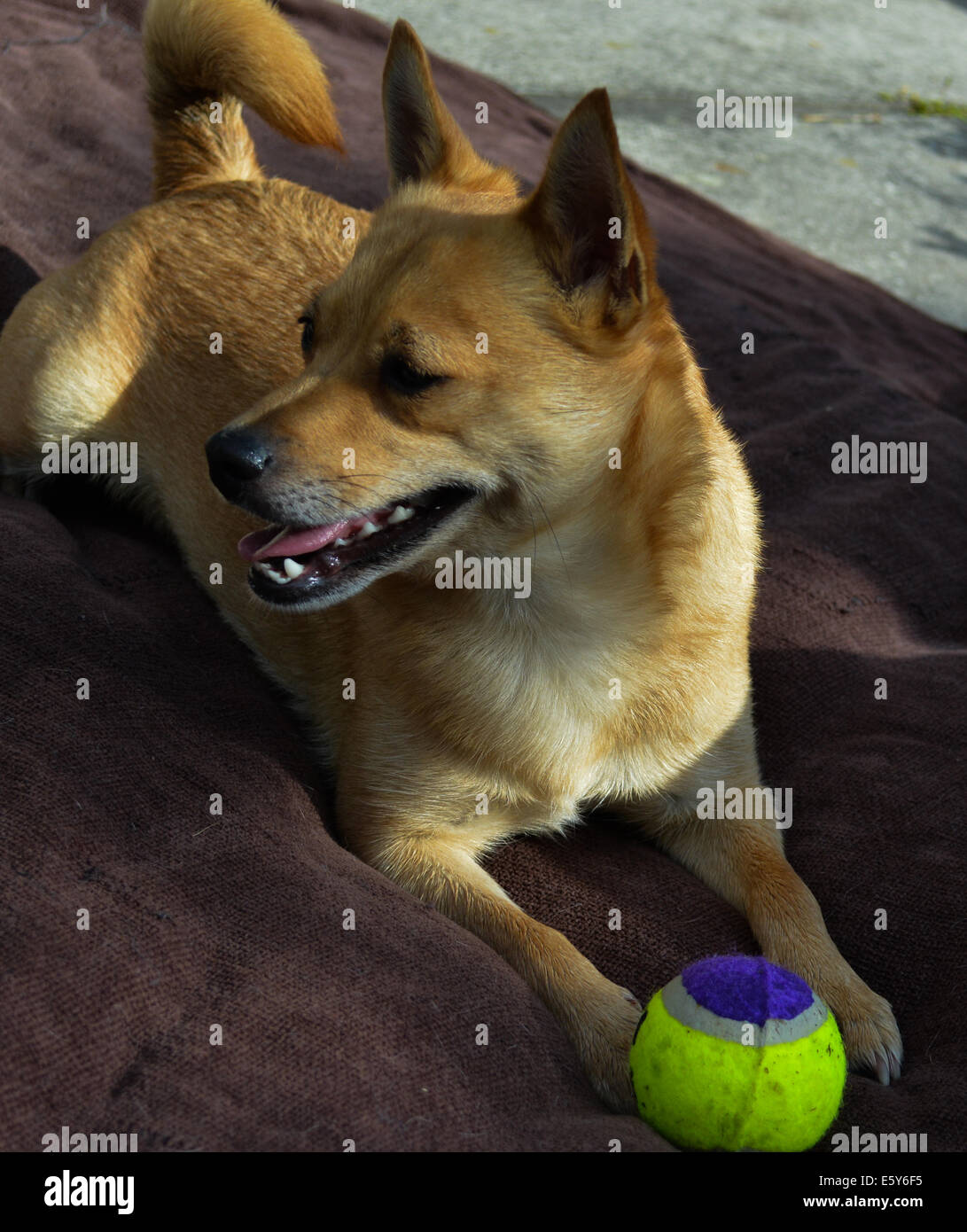 Happy dog with ball Stock Photo - Alamy