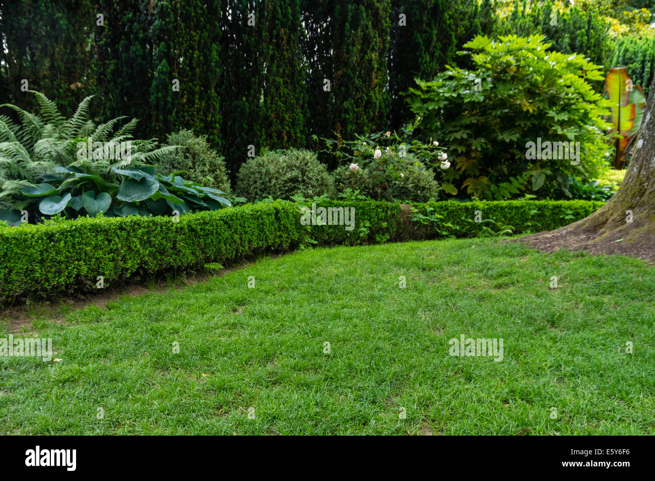 Grassy lawn and a large tree with hedge and brick path Stock Photo - Alamy