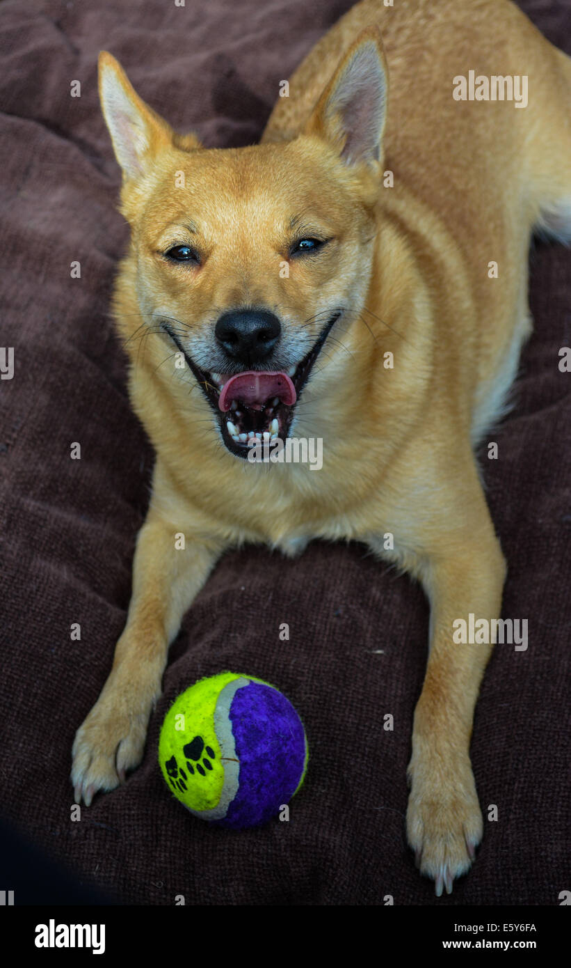 Happy dog with ball Stock Photo - Alamy