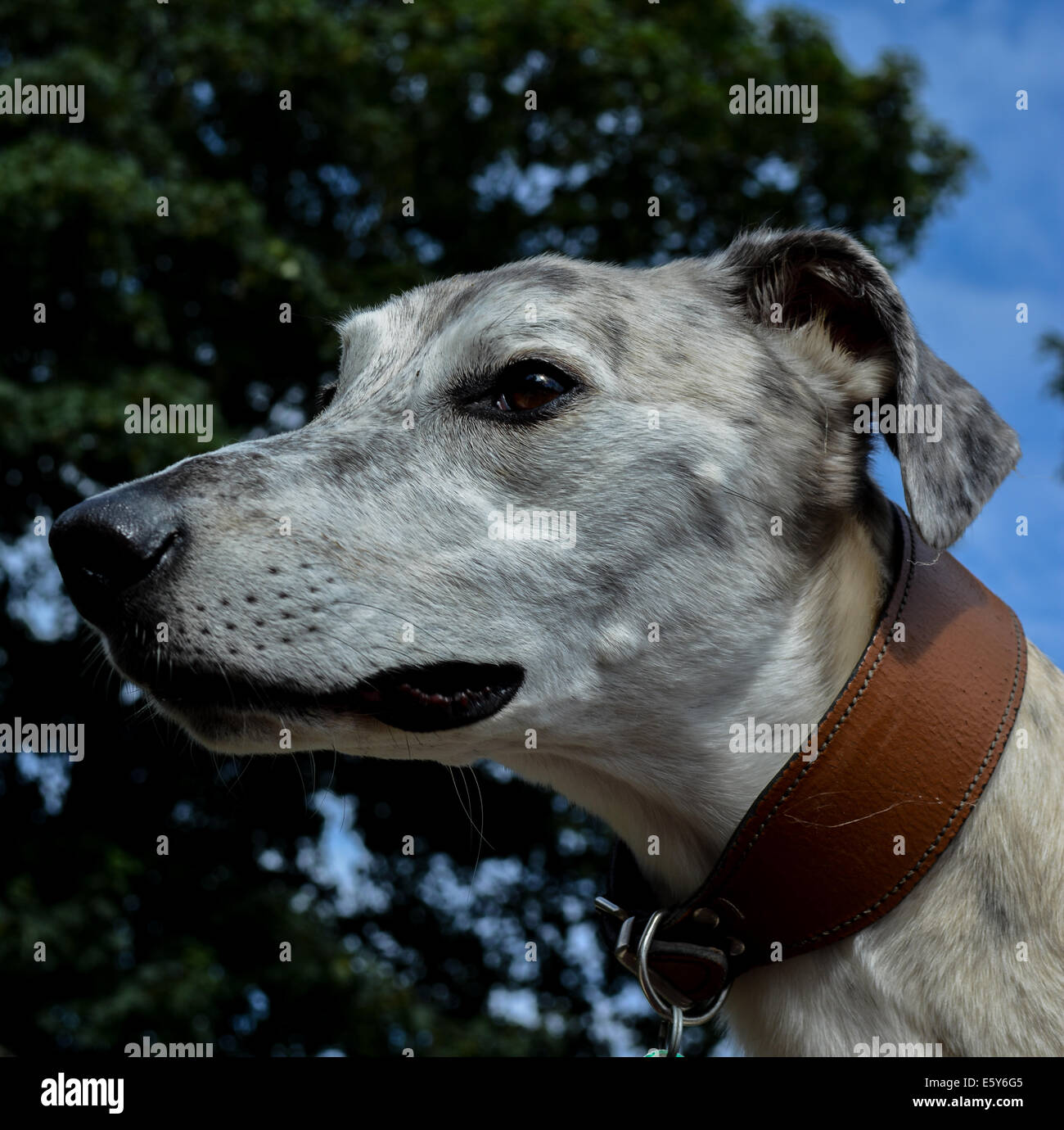 Lurcher hi-res stock photography and images - Alamy