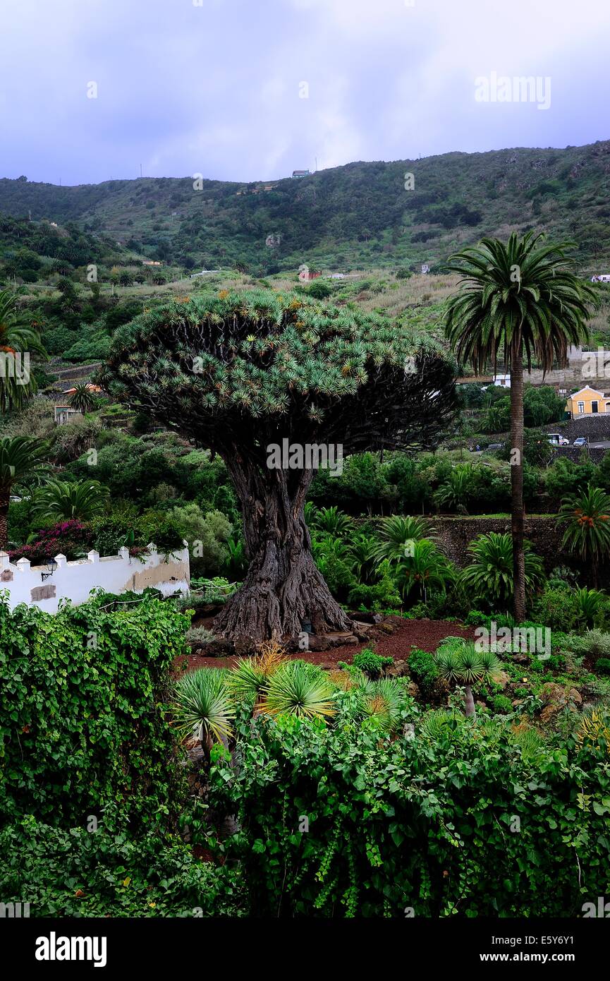 Large Old Dragon Tree Stock Photo - Alamy