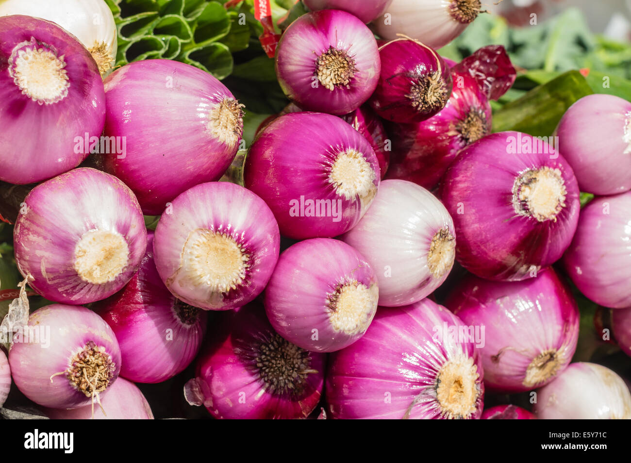 Purple onion display hi-res stock photography and images - Alamy