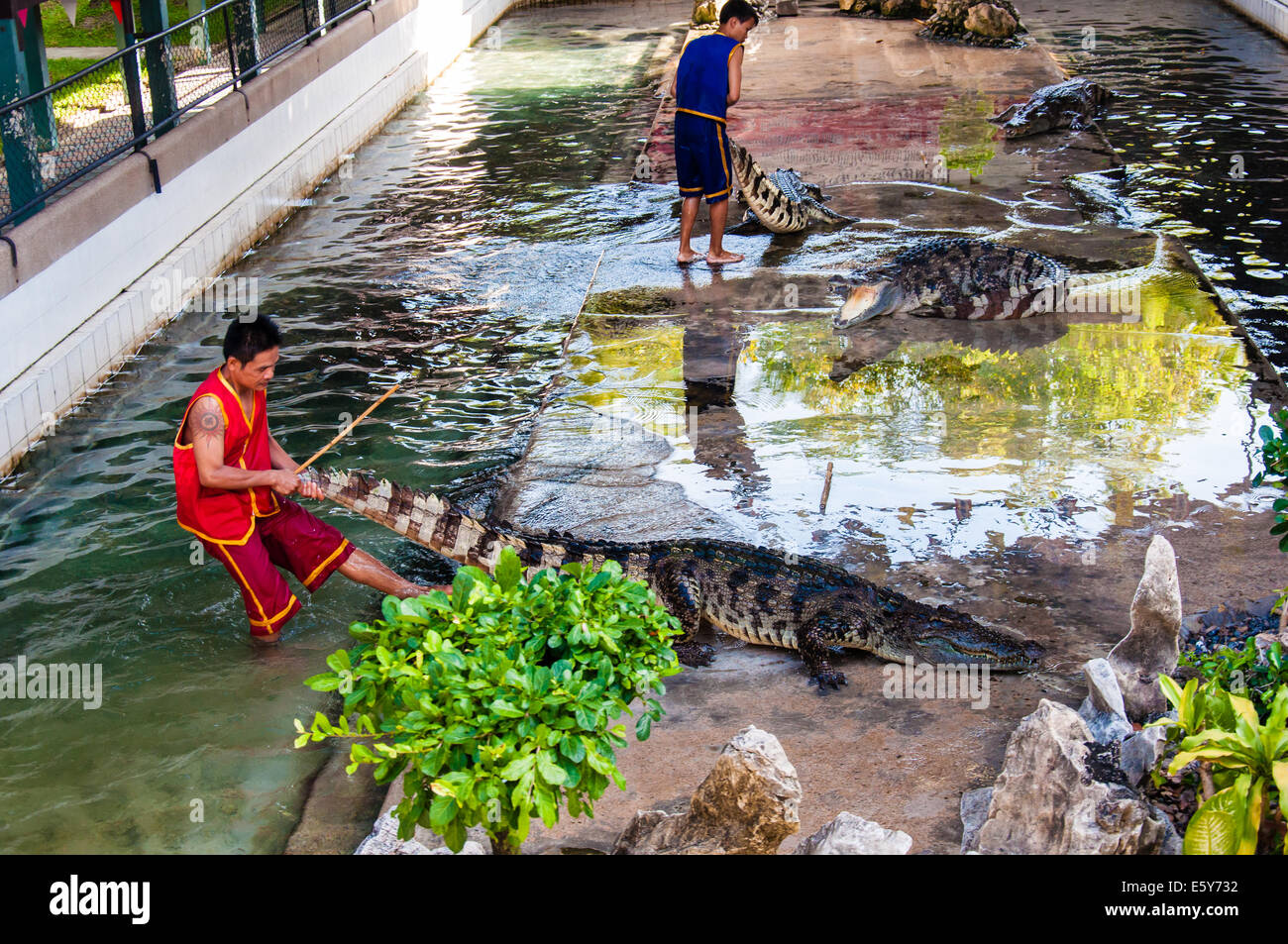 Crocodile show at Samphran Crocodile Farm on May 24, 2014 in Nakhon ...