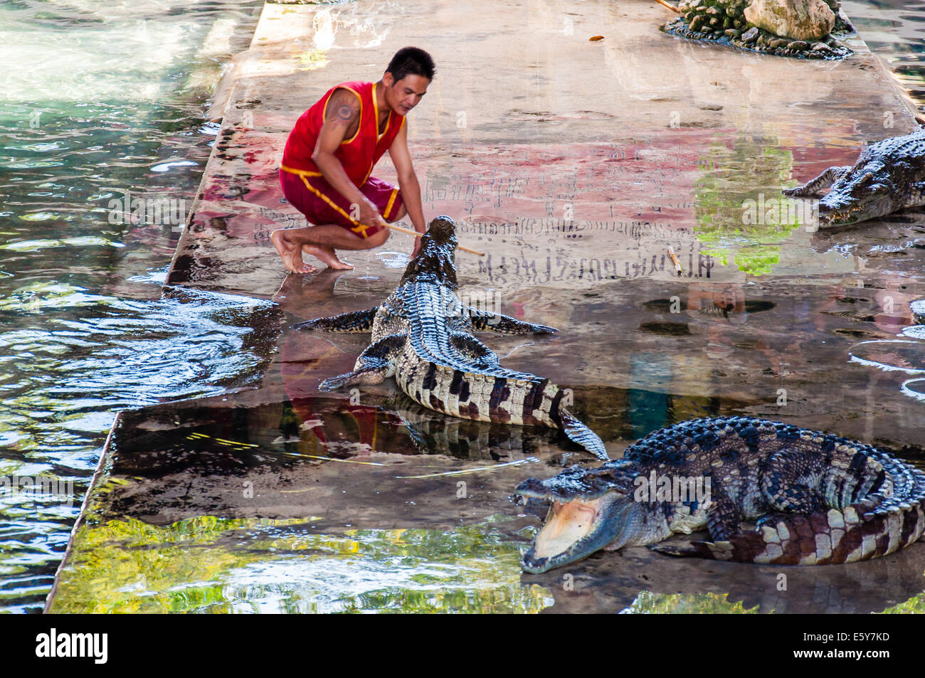 Crocodile show at Samphran Crocodile Farm on May 24, 2014 in Nakhon ...