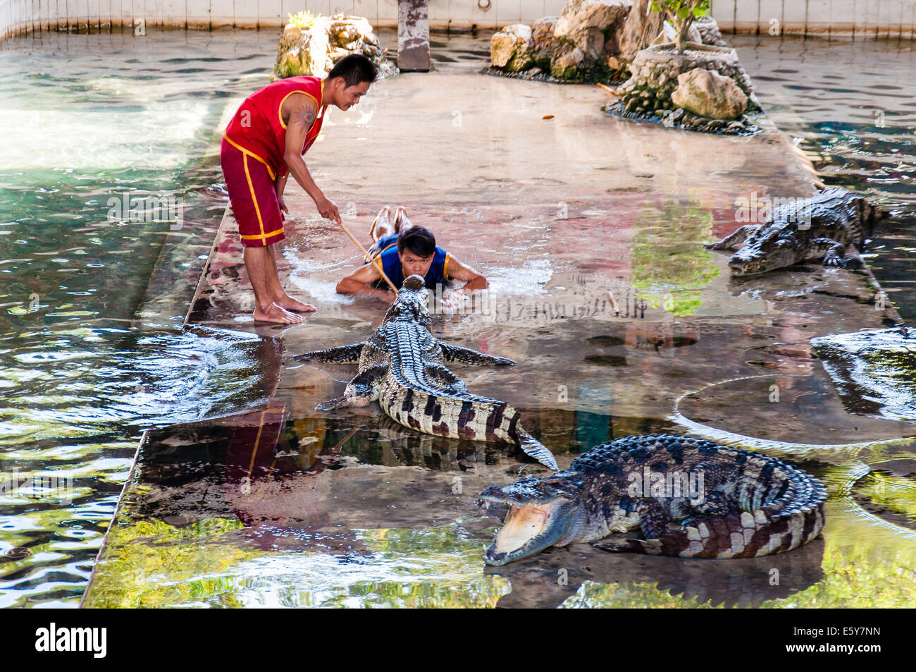 Crocodile show at Samphran Crocodile Farm on May 24, 2014 in Nakhon ...