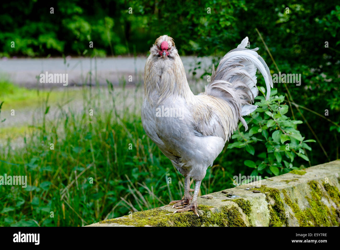 Chicken on wall hi-res stock photography and images - Alamy