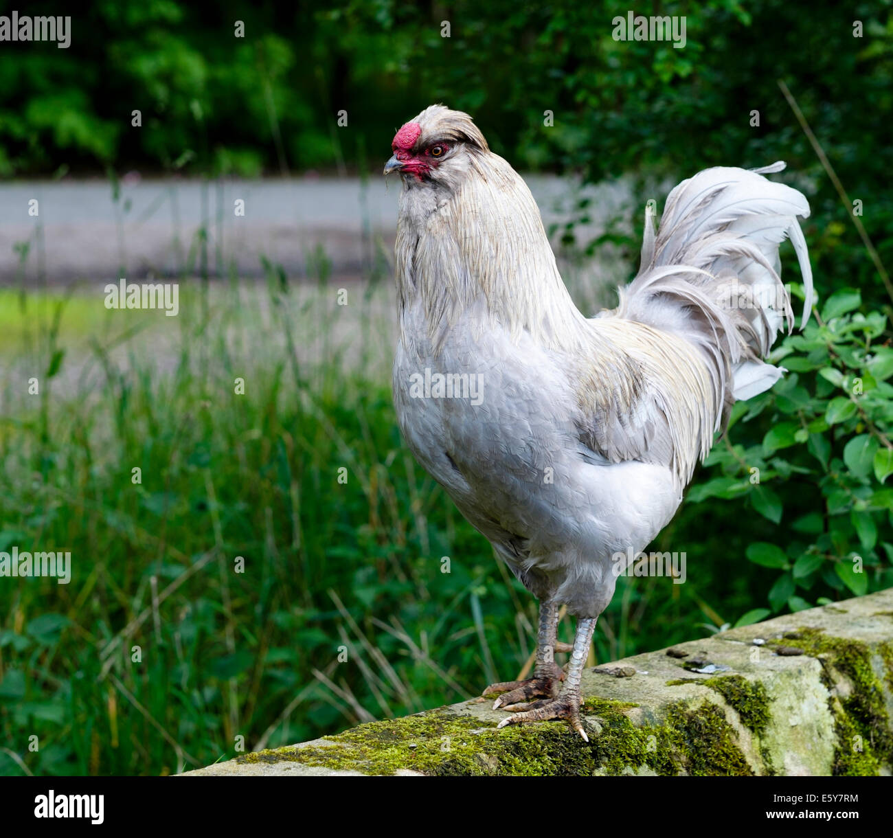 Chicken feathers hi-res stock photography and images - Alamy