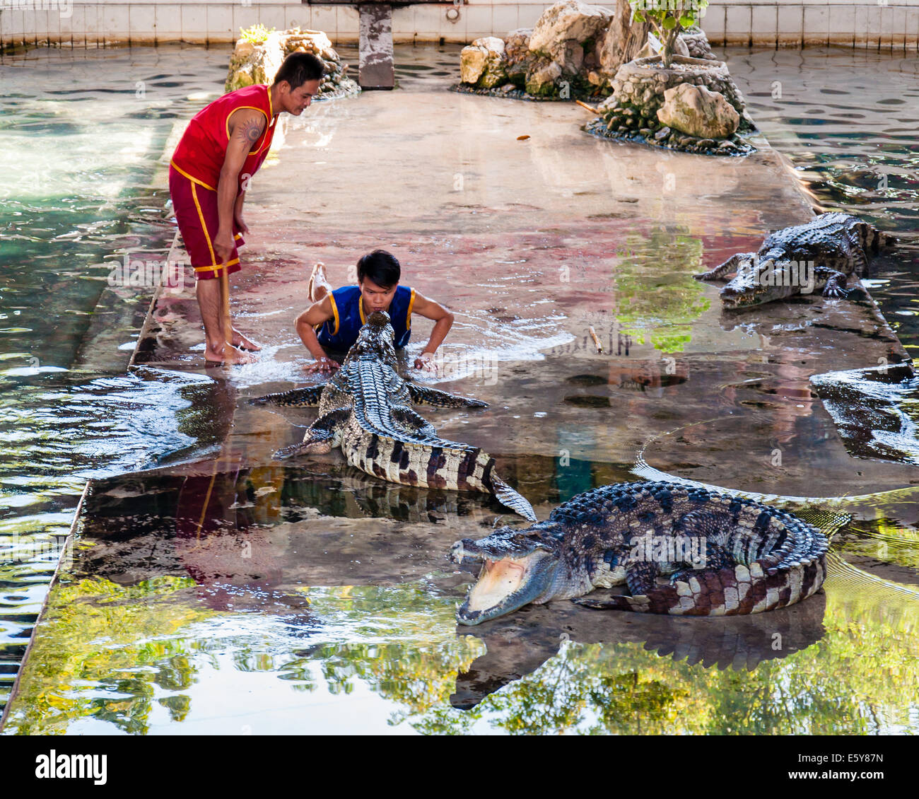 Crocodile show at Samphran Crocodile Farm on May 24, 2014 in Nakhon ...