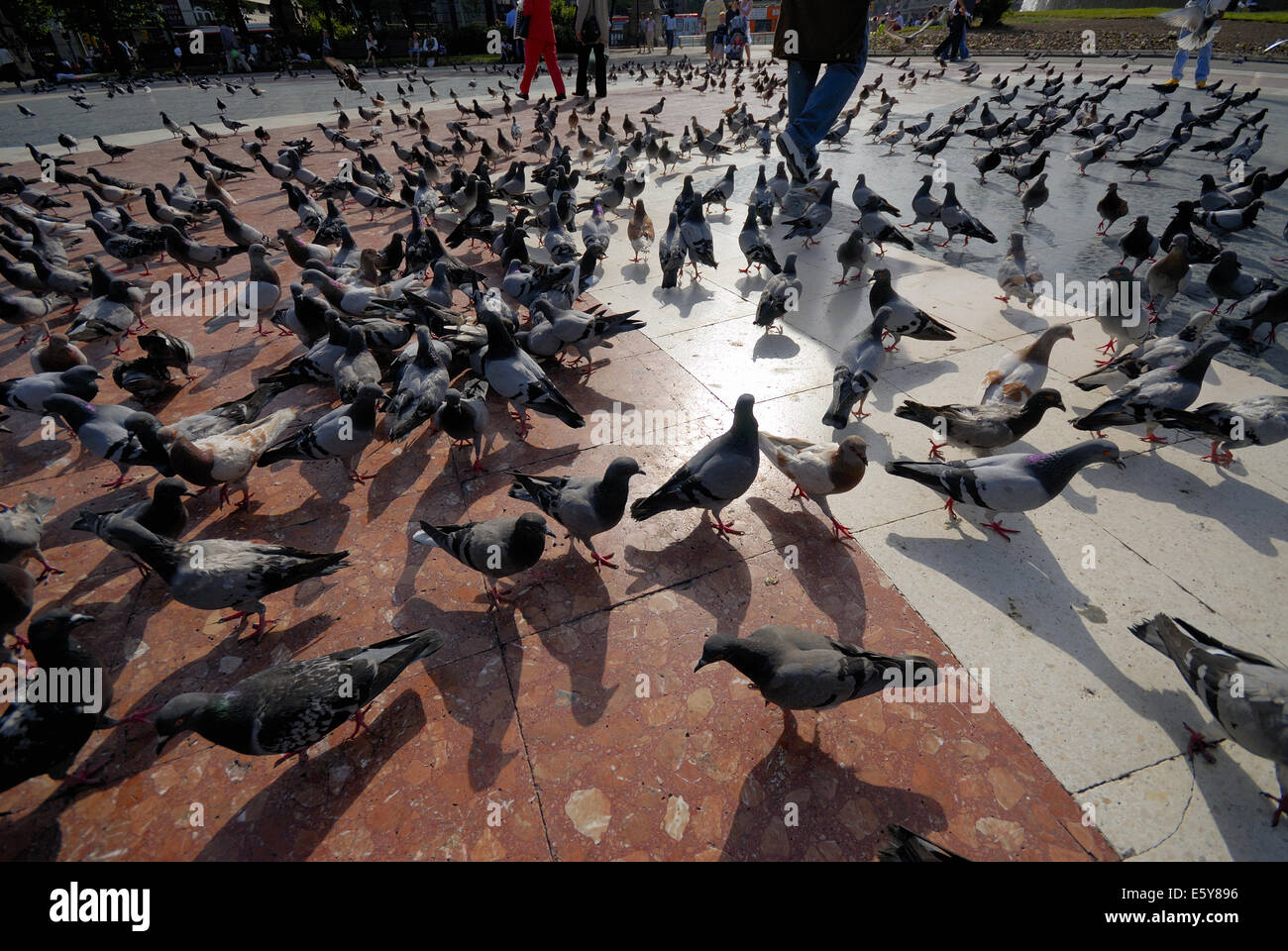 swarm of pigeons at Placa de Catalunya, Barcelona, Spain Stock Photo ...