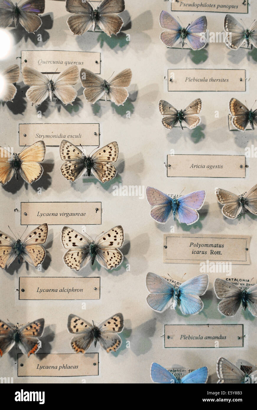 Biodiversity specimen hi-res stock photography and images - Alamy