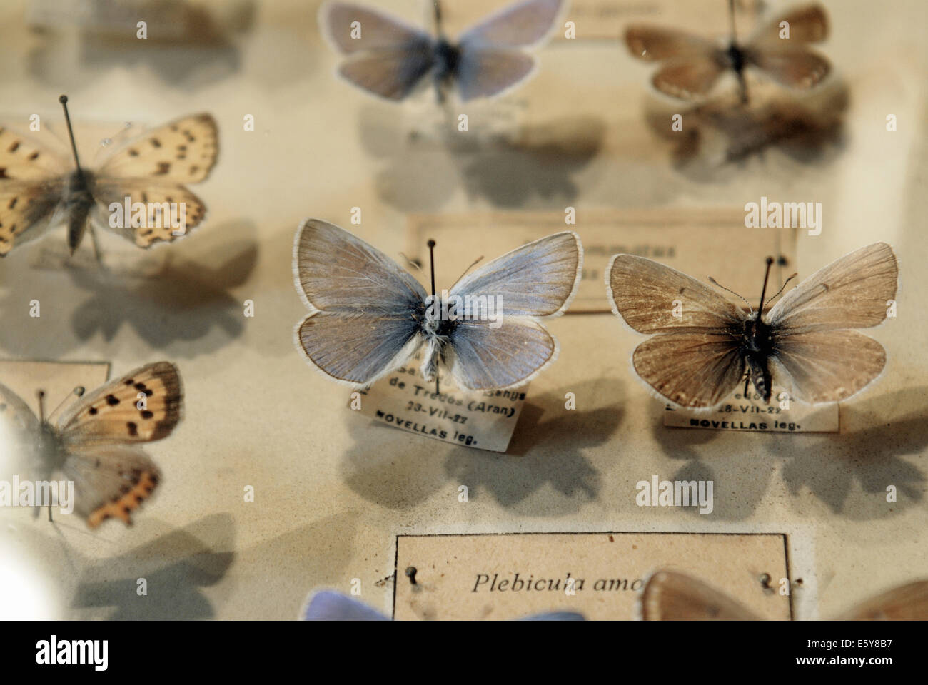 Biodiversity specimen hi-res stock photography and images - Alamy