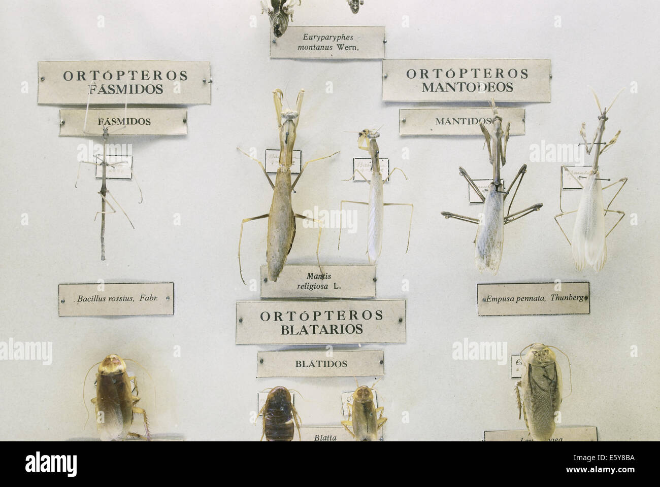 collection of insect specimen Stock Photo - Alamy