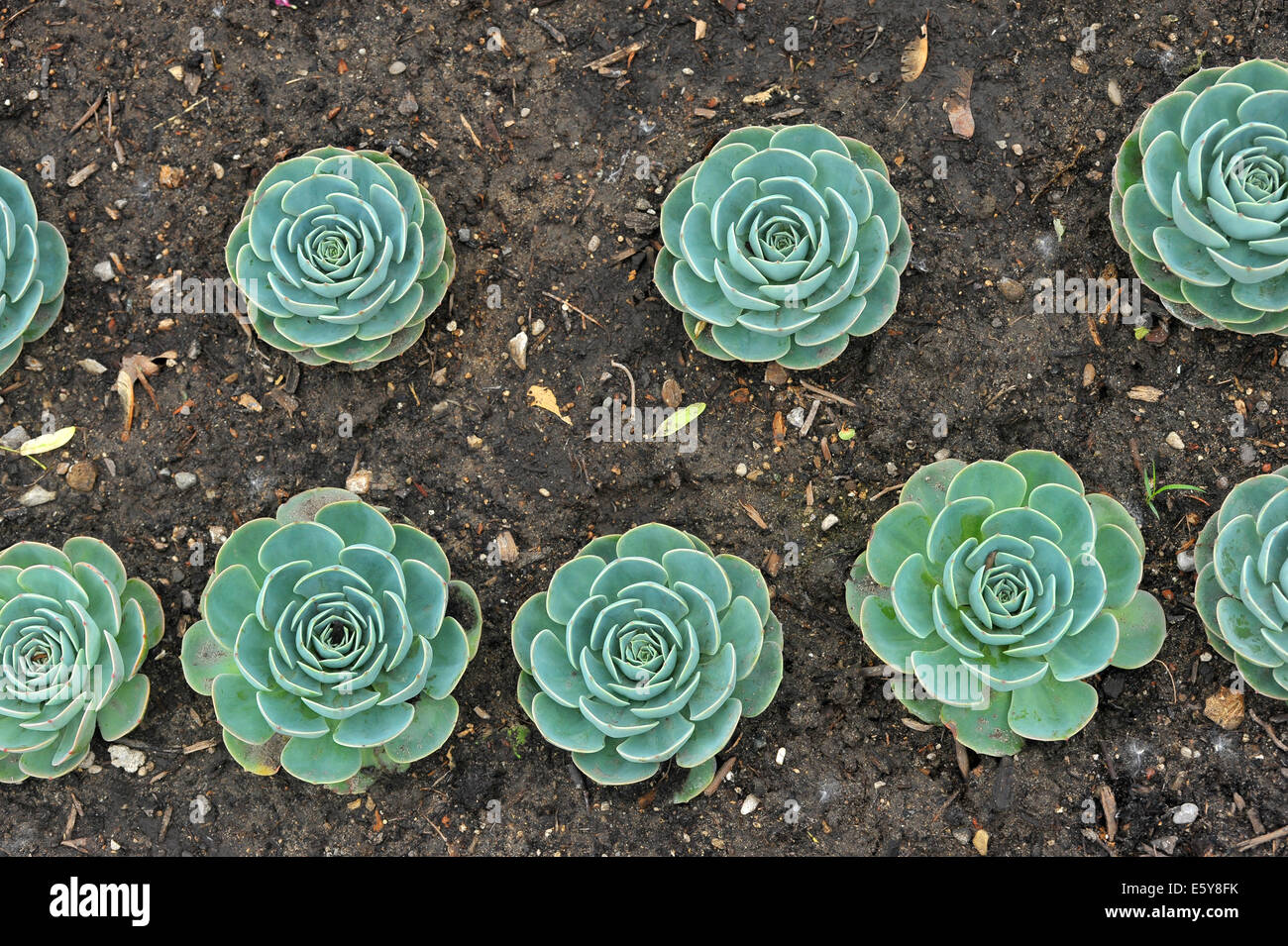 Round flower bed birds eye view hi-res stock photography and images - Alamy