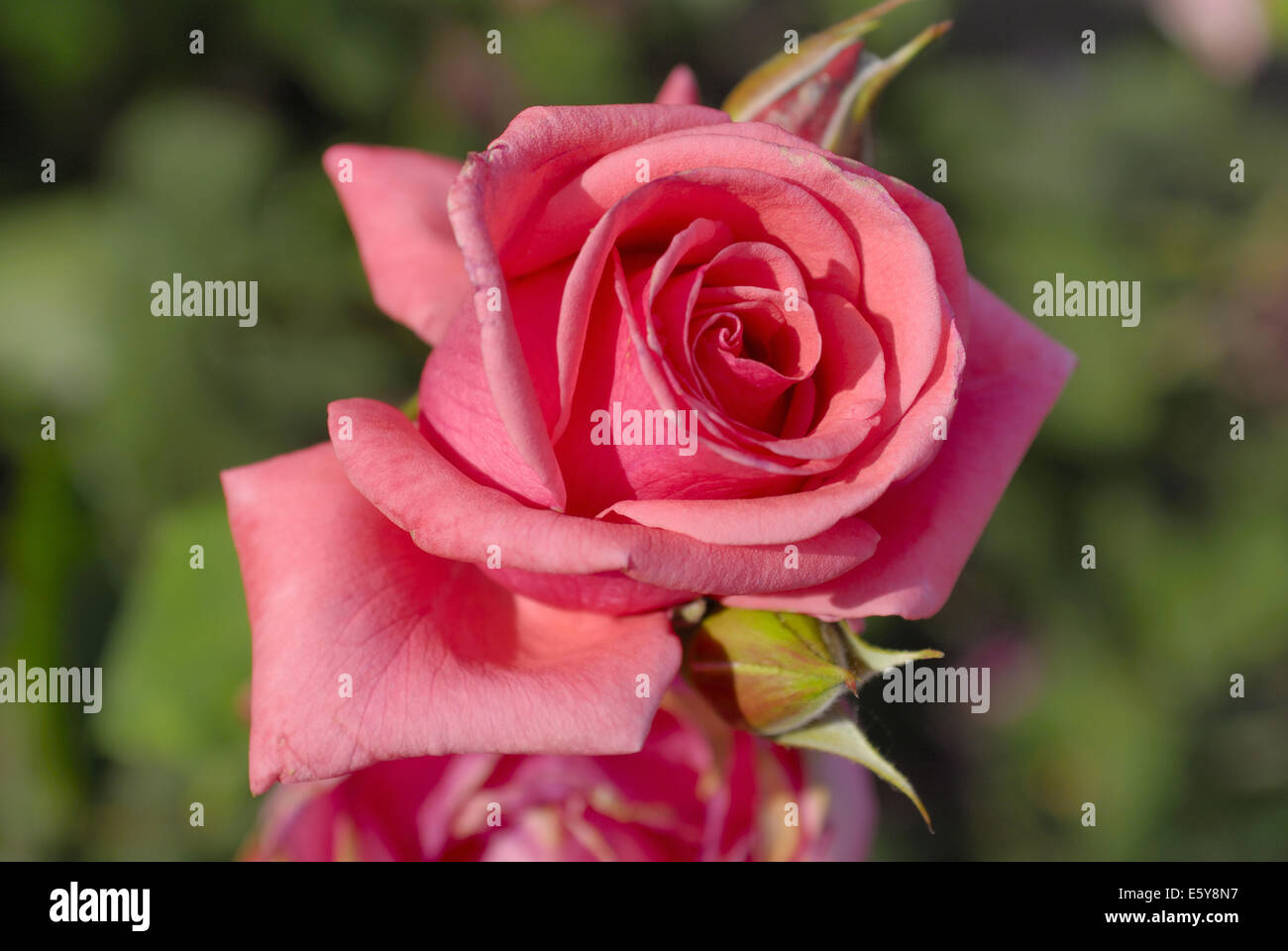 pink rose, Retiro Park, Madrid, Spain Stock Photo - Alamy