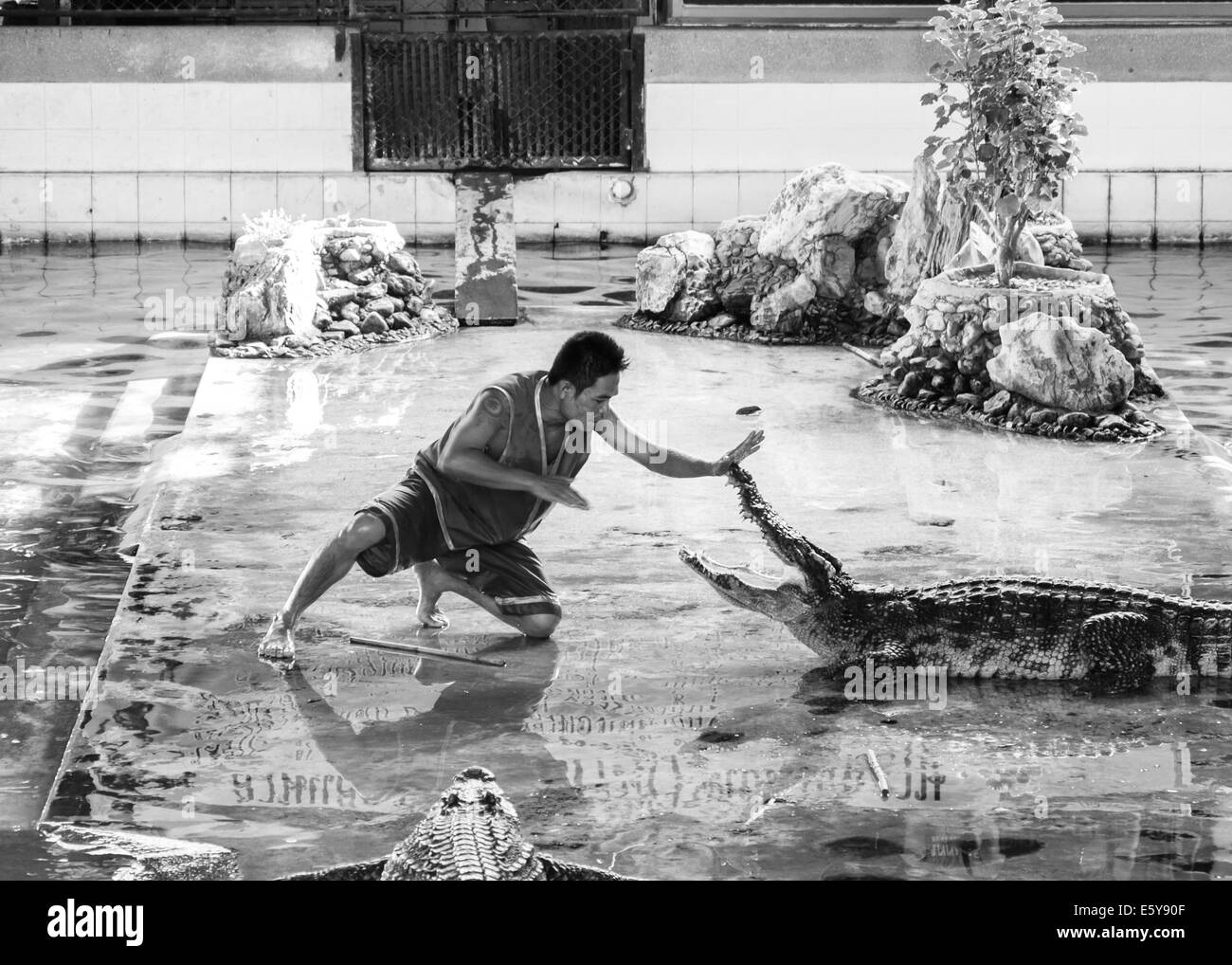 Crocodile show at Samphran Crocodile Farm on May 24, 2014 in Nakhon ...
