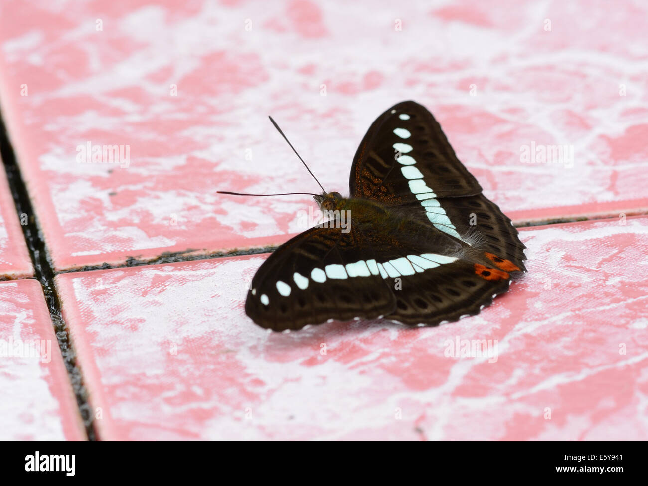 beautiful Green Commodore butterfly (Limenitis daraxa) on the ground ...