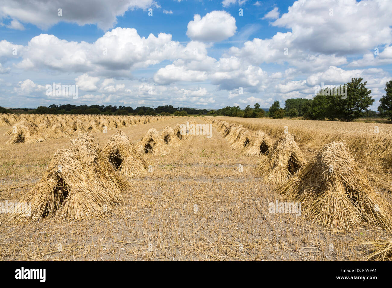 Old fashioned agricultural methods hi-res stock photography and images ...
