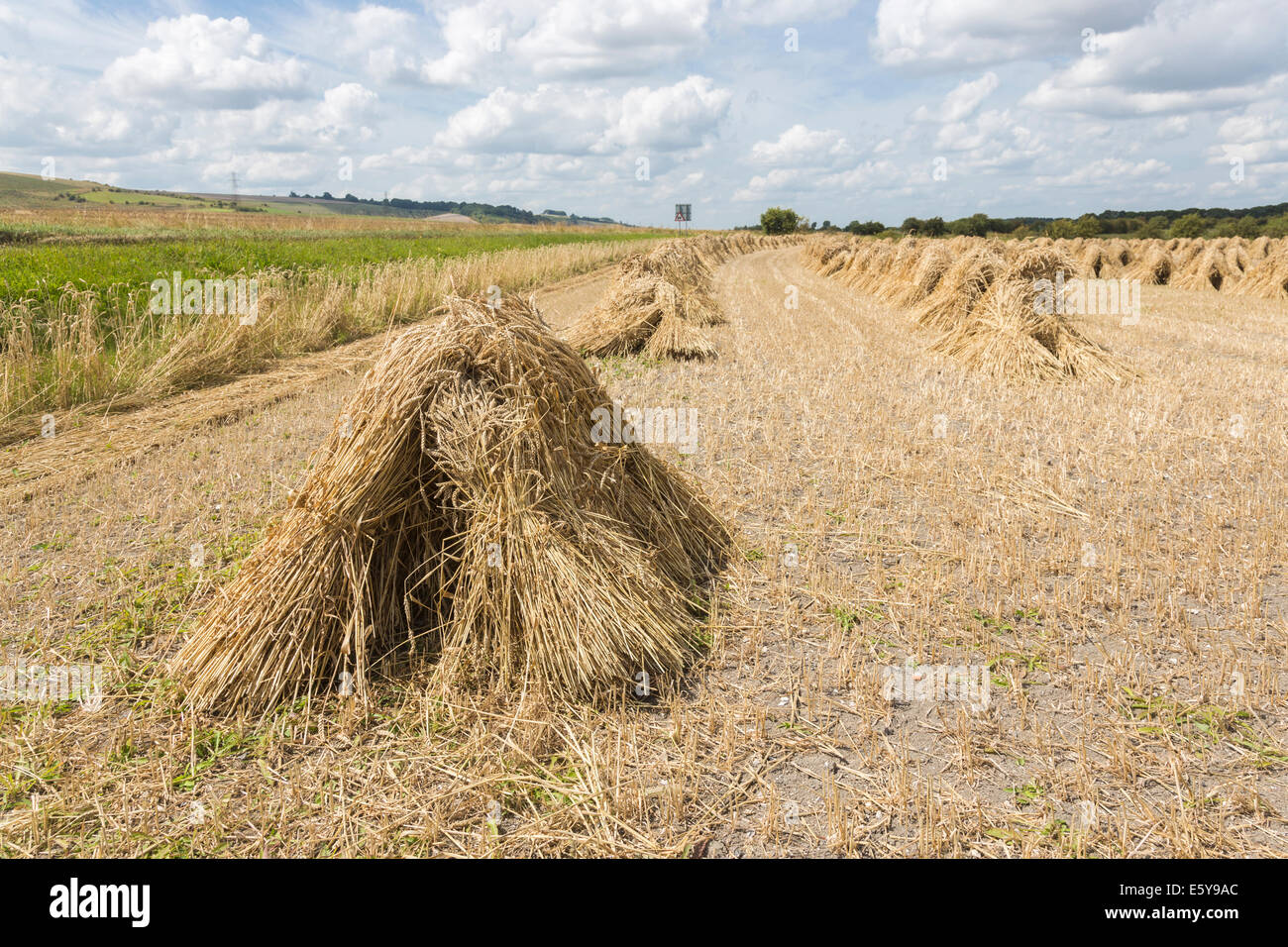 Old fashioned agricultural methods hi-res stock photography and images ...