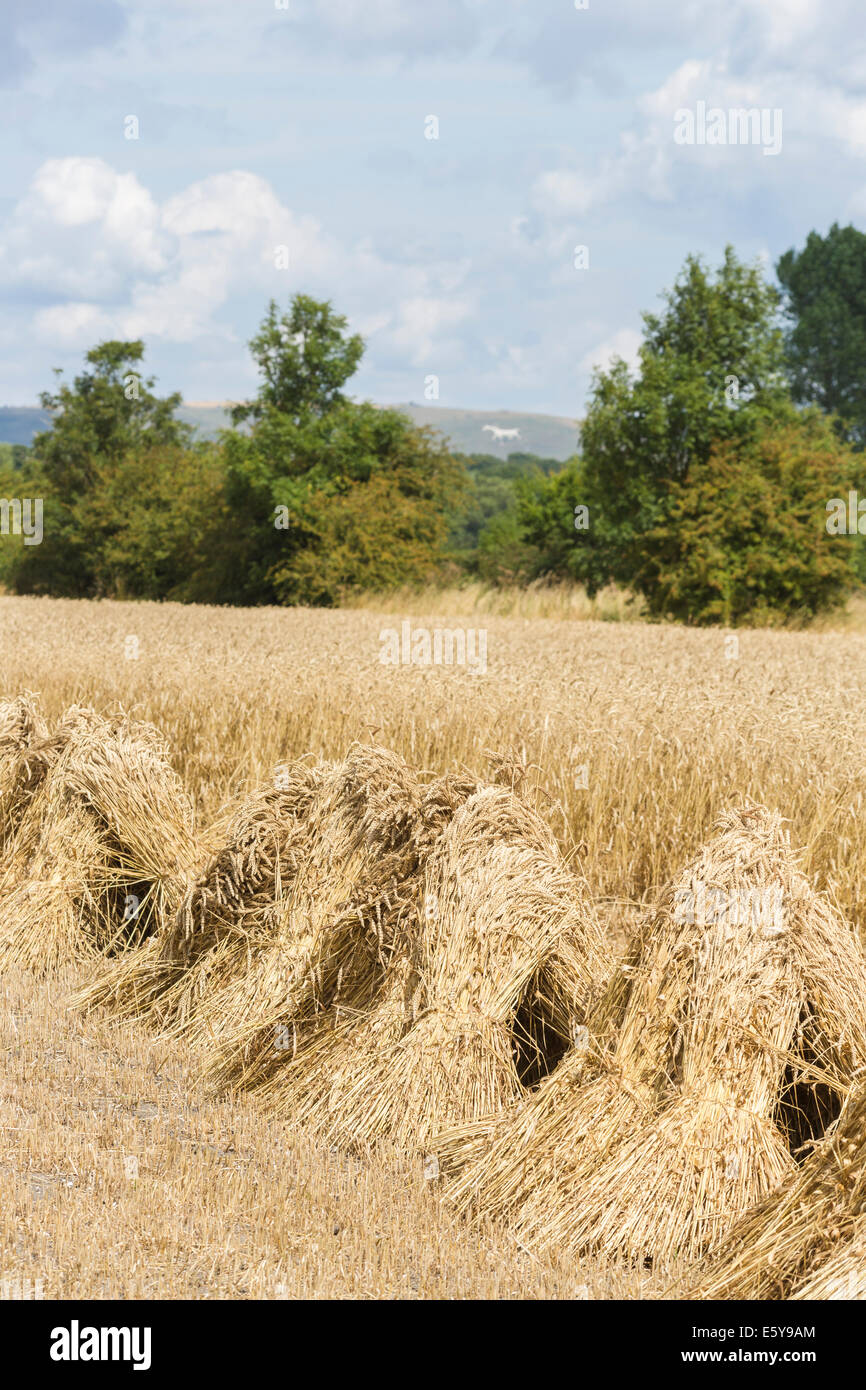 Old fashioned agricultural methods hi-res stock photography and images ...