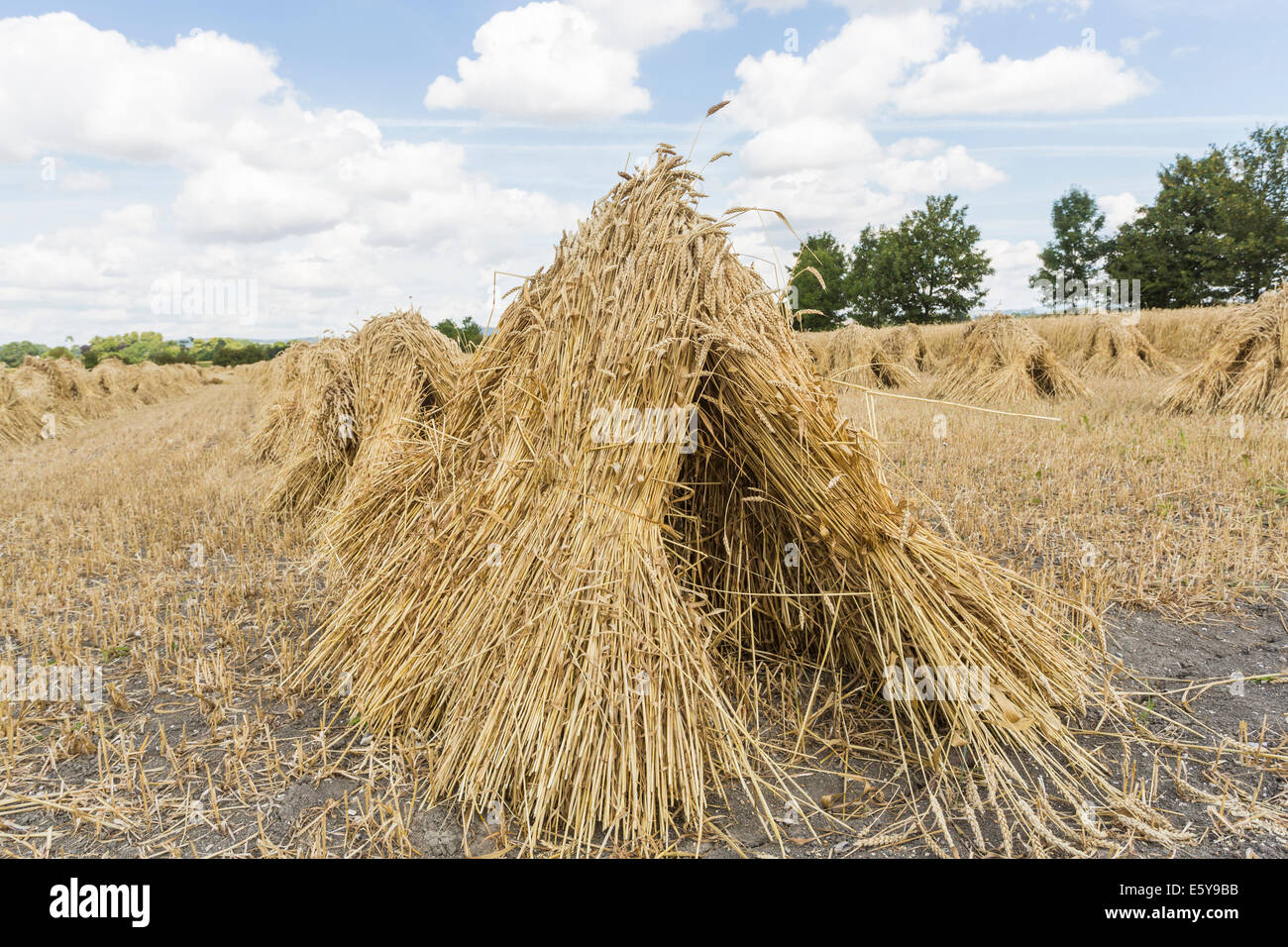 Wheat stooks hi-res stock photography and images - Alamy