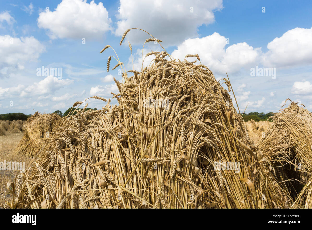 Stooks wheat hi-res stock photography and images - Alamy