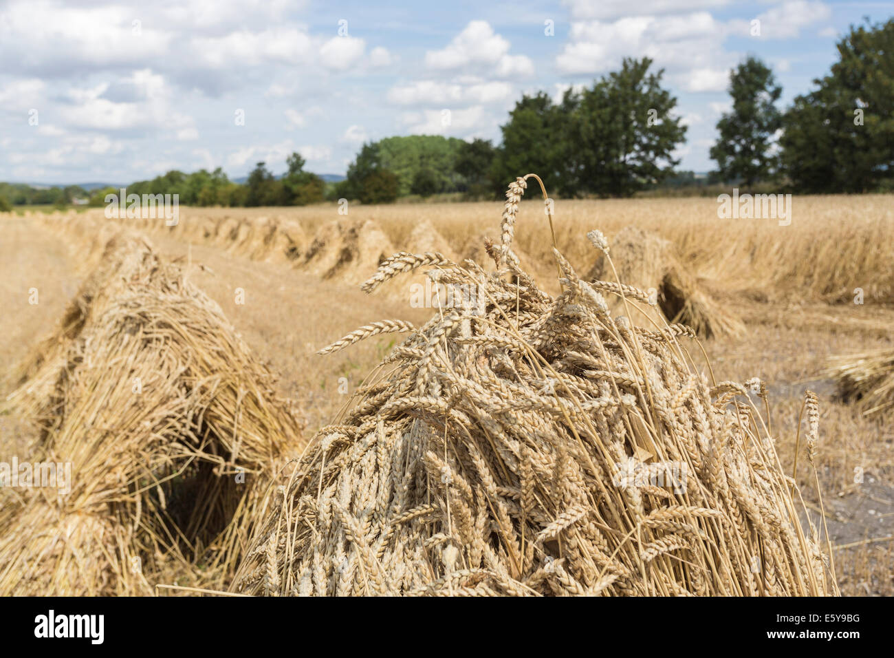 Old fashioned agricultural methods hi-res stock photography and images ...