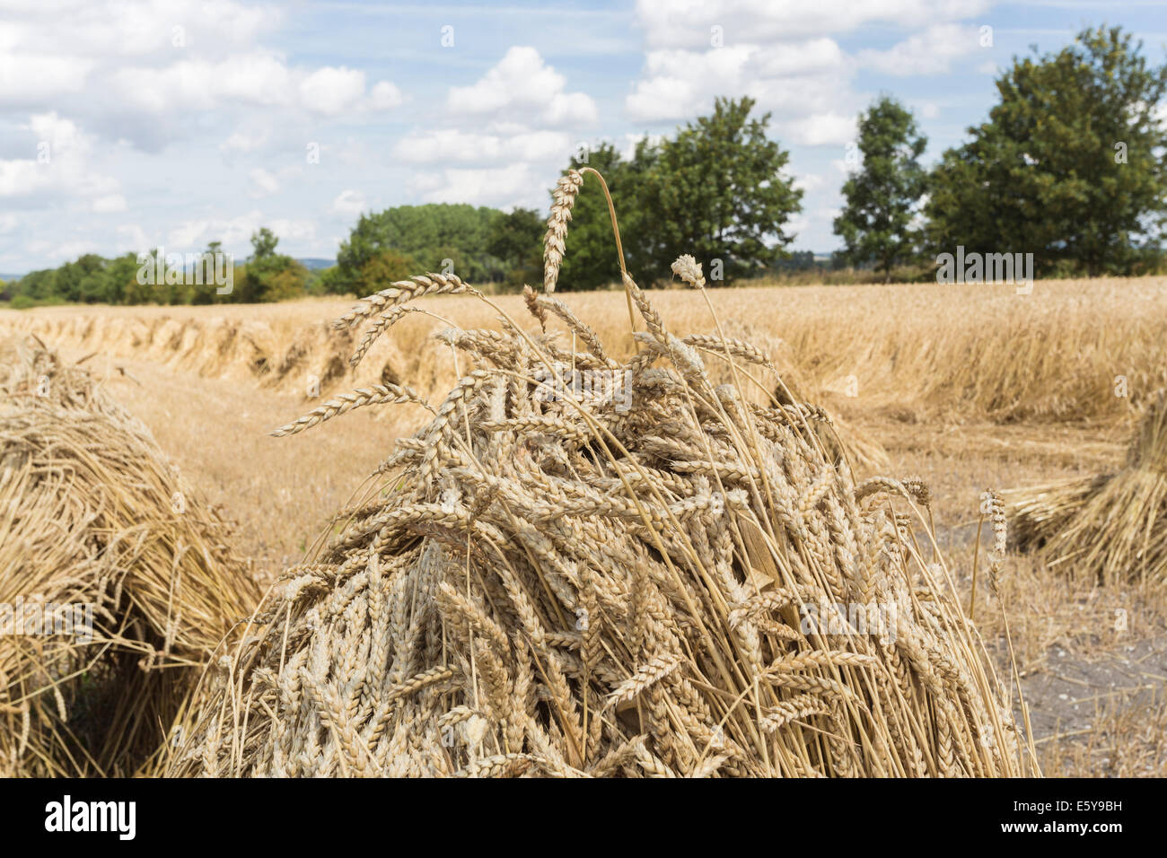 Old fashioned agricultural methods hi-res stock photography and images ...