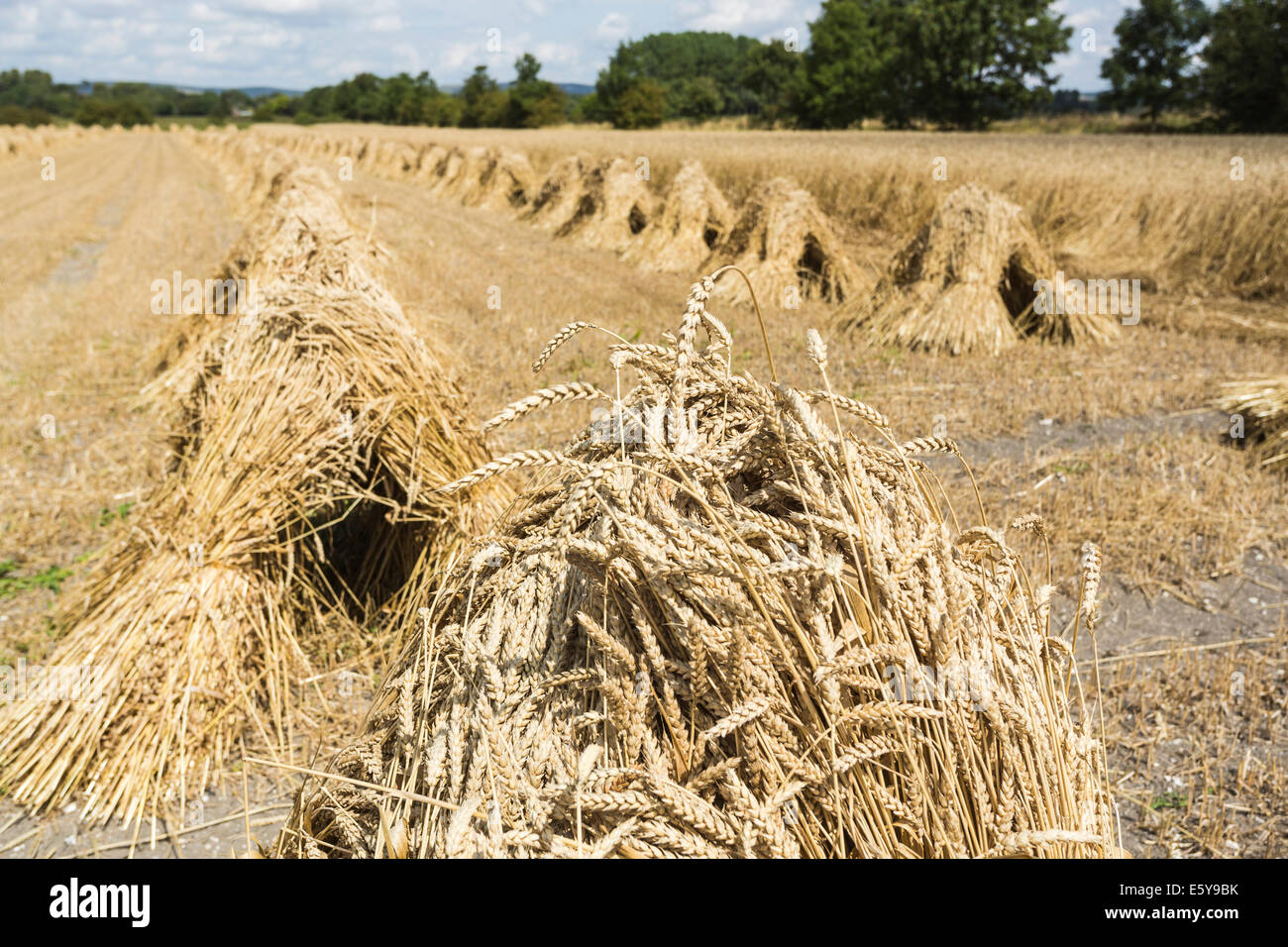 Old fashioned agricultural methods hi-res stock photography and images ...