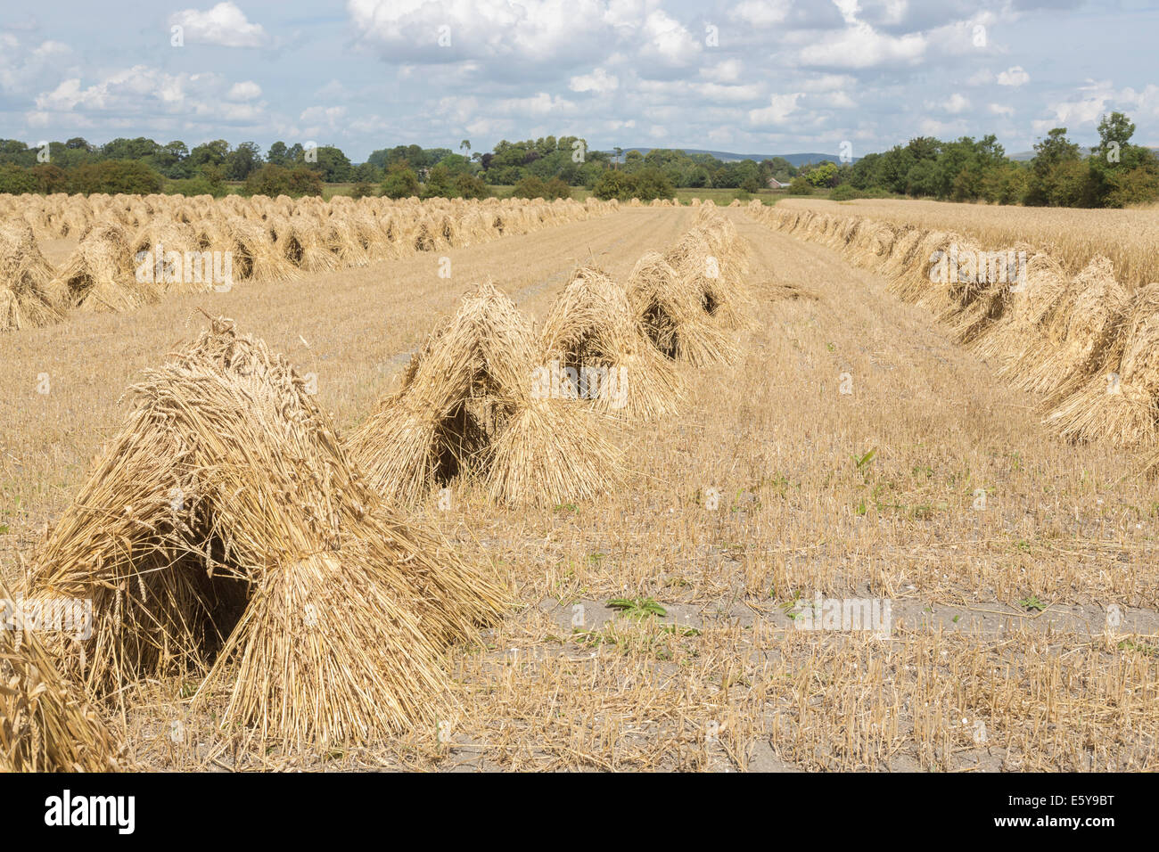 Old fashioned agricultural methods hi-res stock photography and images ...