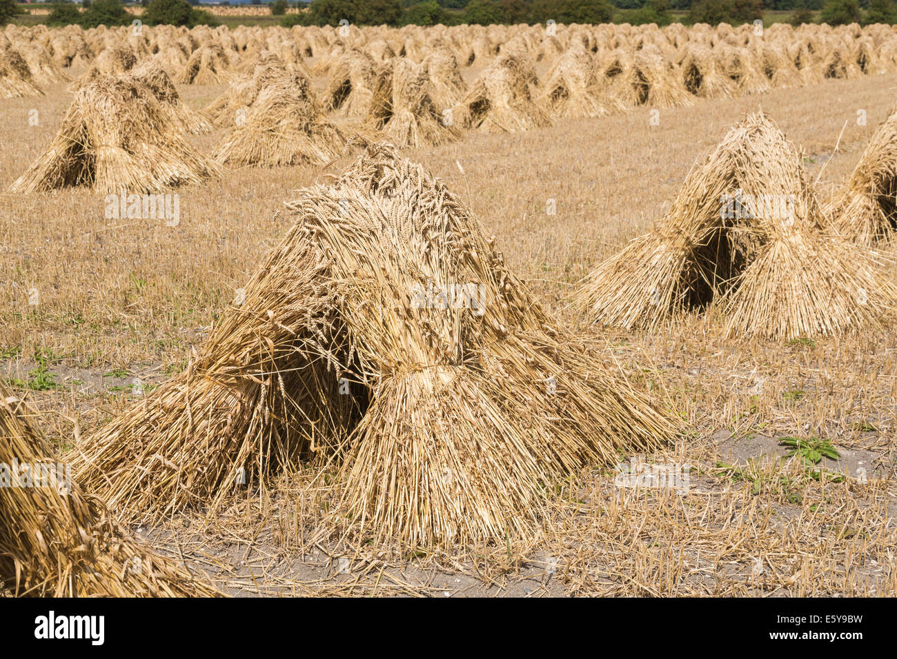 Golden sheaves hi-res stock photography and images - Alamy