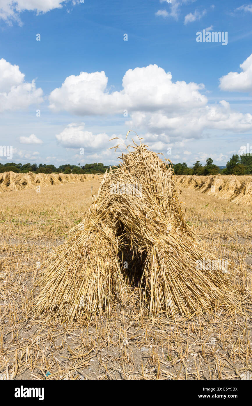 Old fashioned agricultural methods hi-res stock photography and images ...
