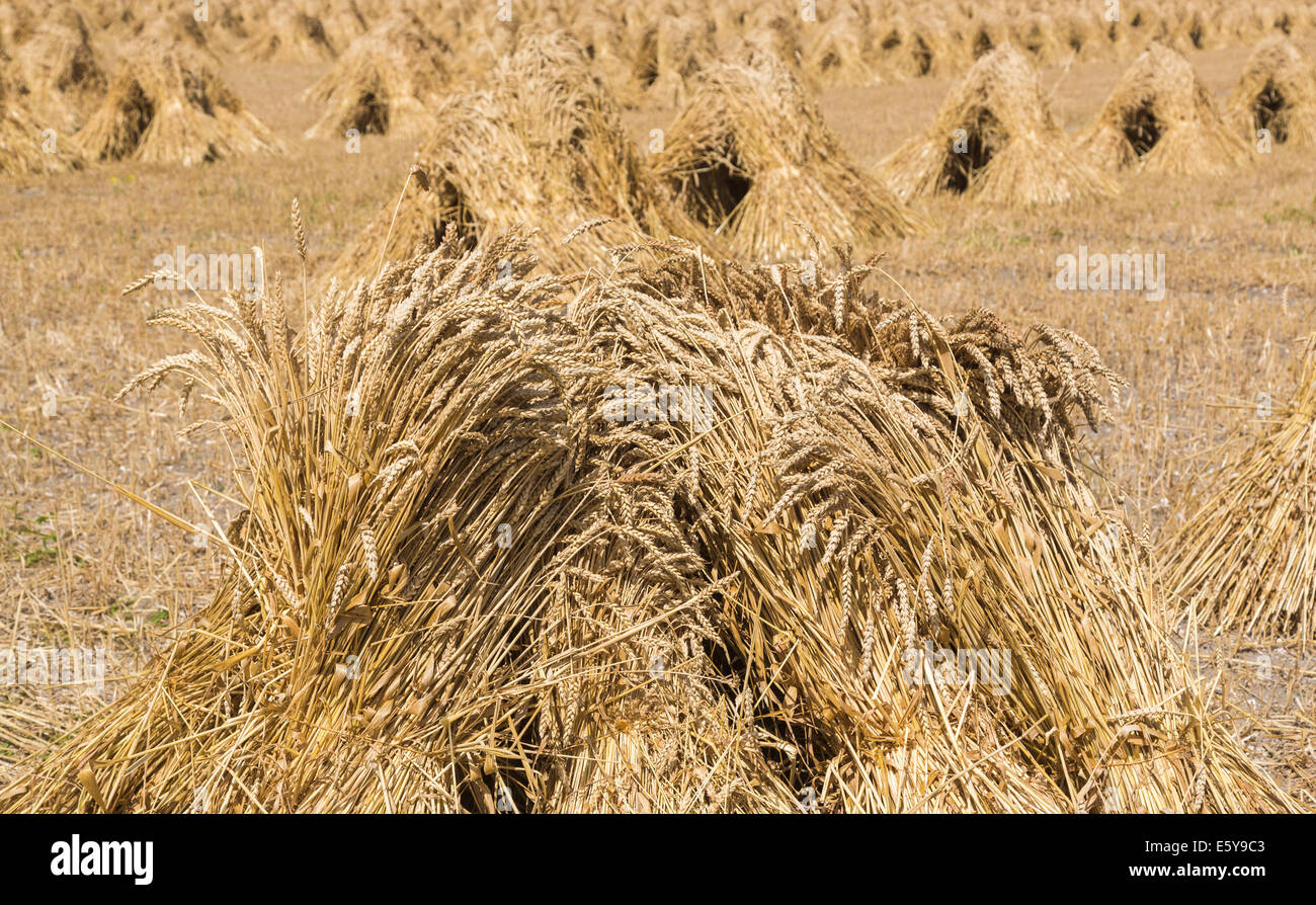 Old fashioned farming methods hi-res stock photography and images - Alamy