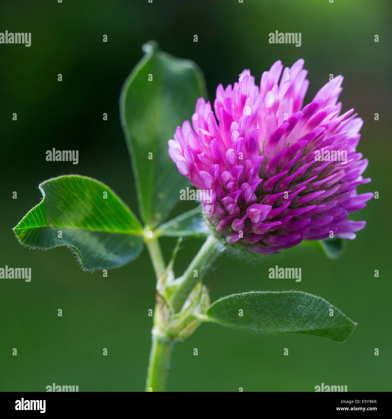 Pink Clover Flower High Resolution Stock Photography and Images - Alamy