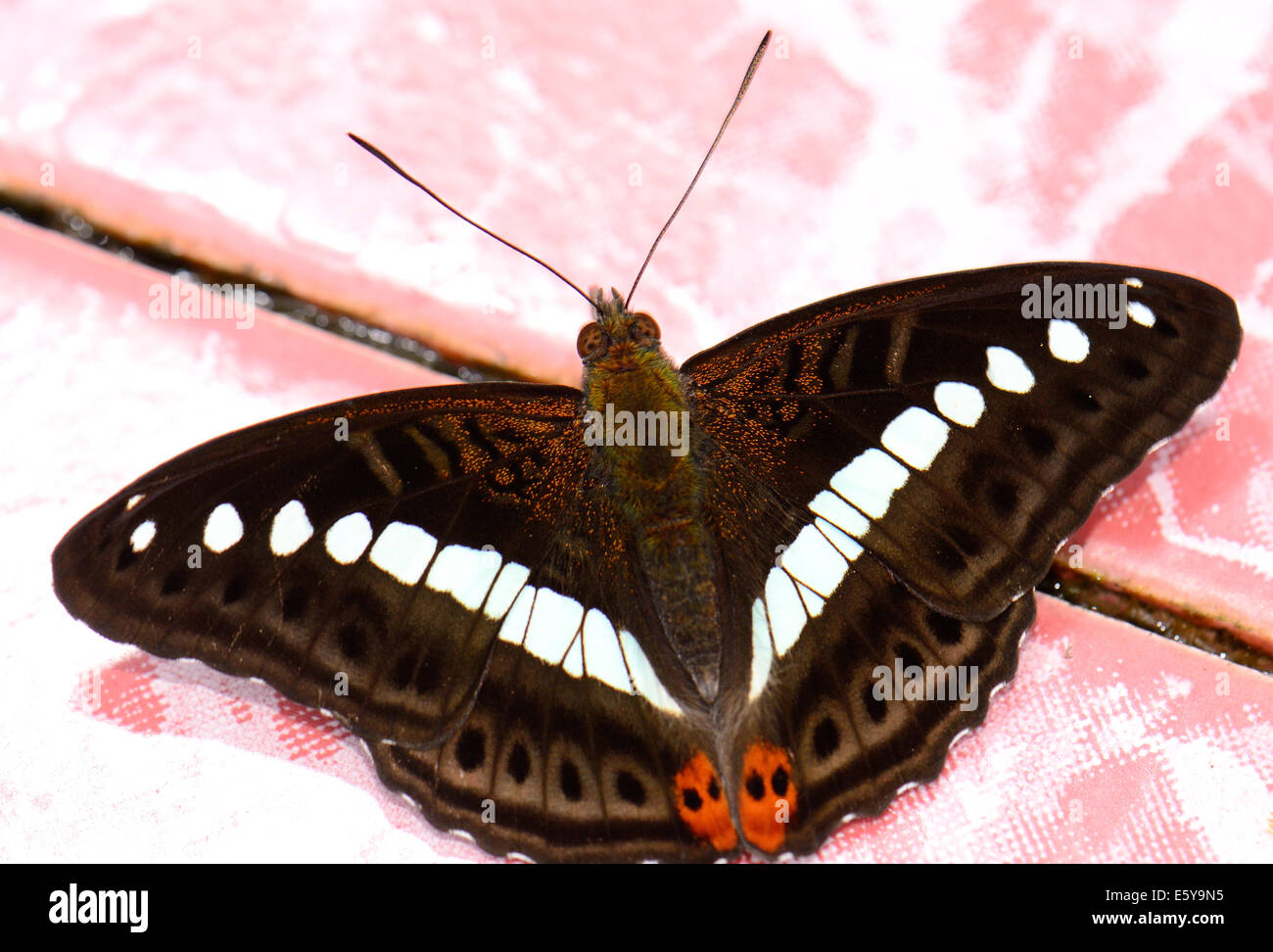 beautiful Green Commodore butterfly (Limenitis daraxa) on the ground ...