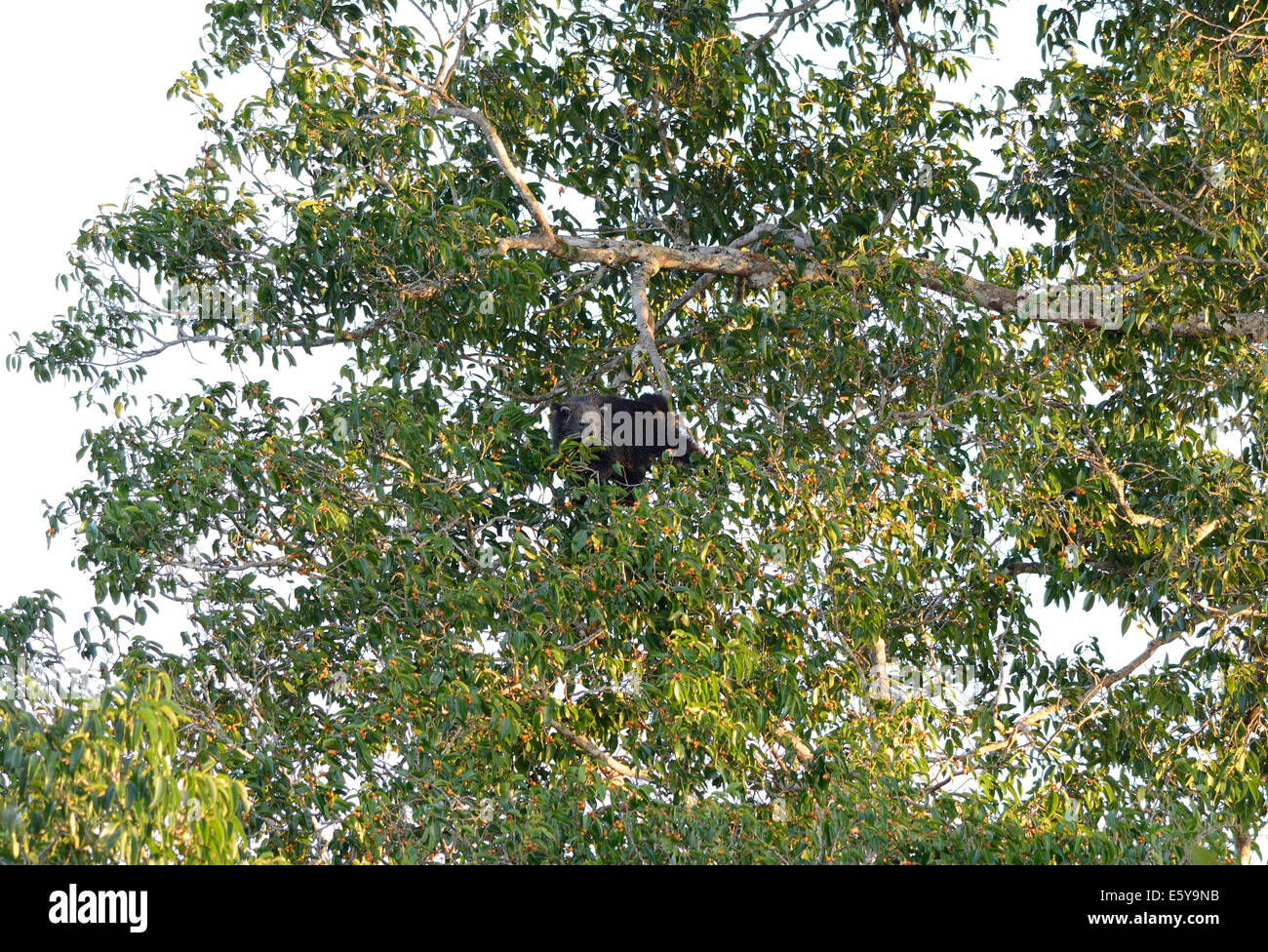 Bearcat arctictis binturong at khao yai national park hi-res stock ...