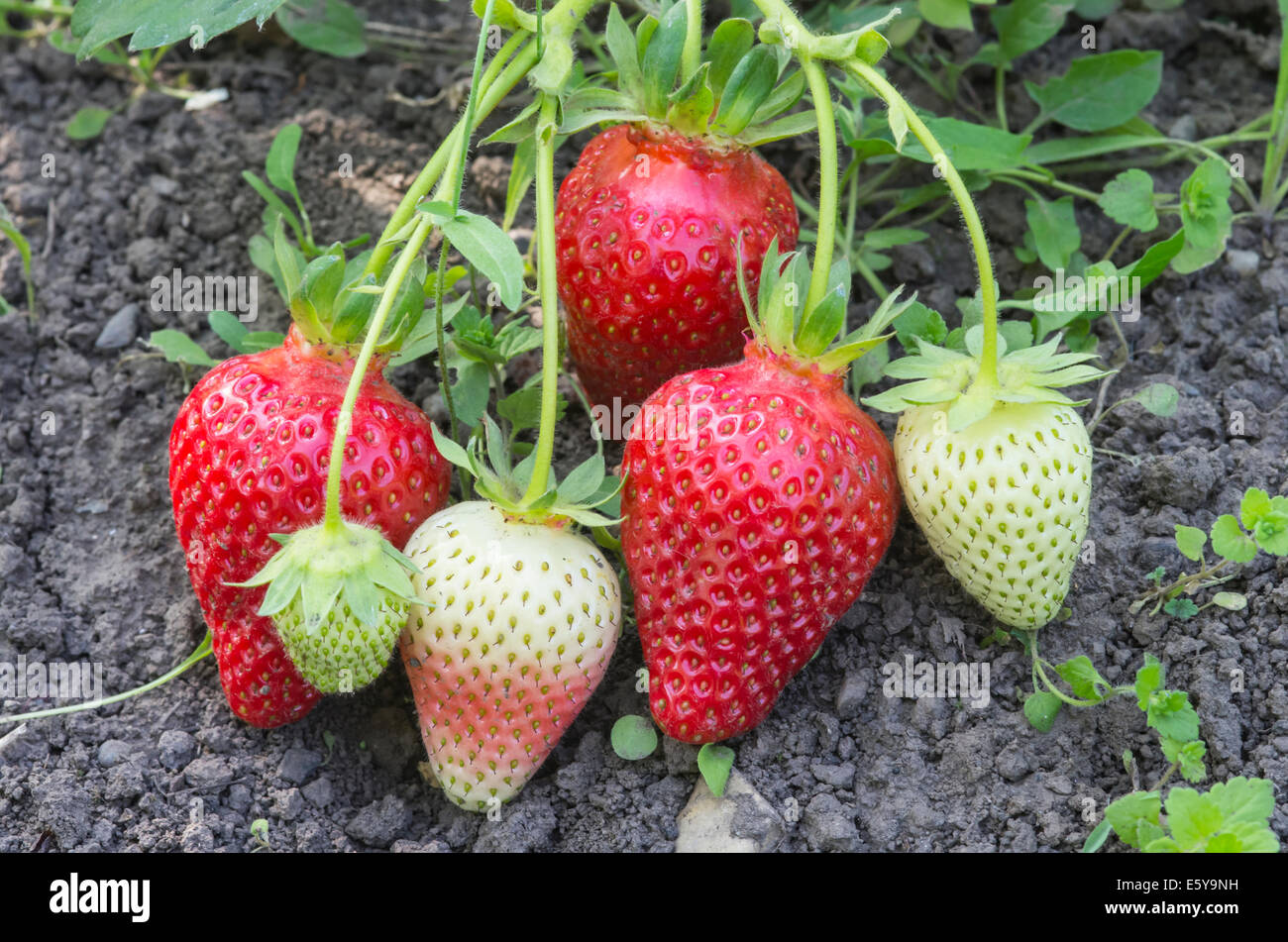 Immature strawberry hi-res stock photography and images - Alamy
