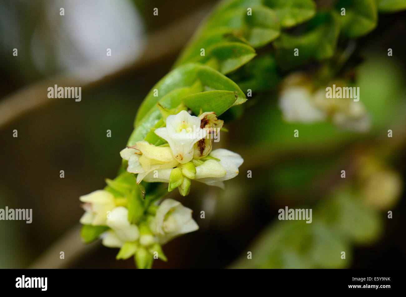 Reflexa hi-res stock photography and images - Alamy