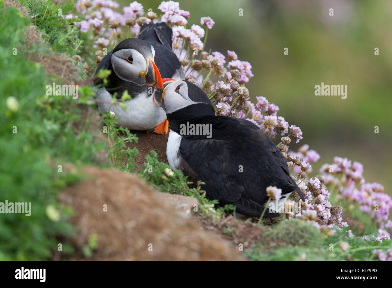 Puffin Pair High Resolution Stock Photography and Images - Alamy