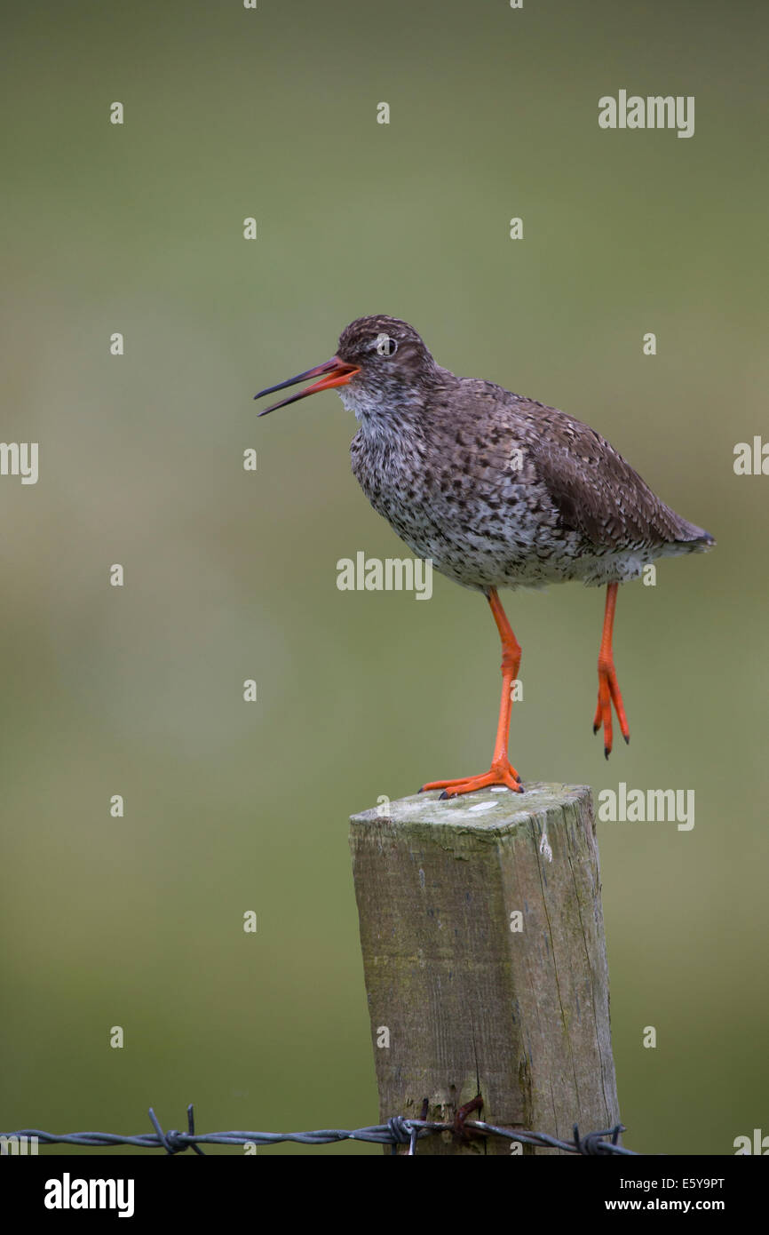 Tringa hi-res stock photography and images - Alamy