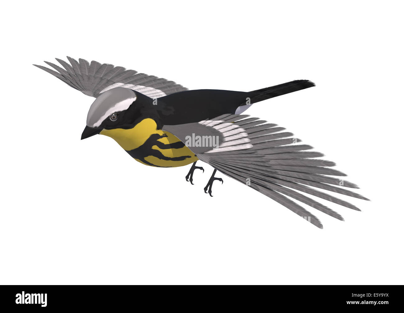 3D digital render of a flying songbird warbler isolated on white ...