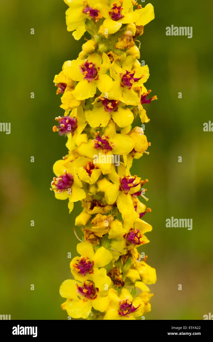 Dark Mullein (Verbascum nigrum Stock Photo - Alamy